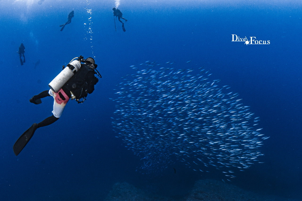 下曽根 グルクン玉 – Dive Focus :: 沖縄でのダイビングならフォーカスへ