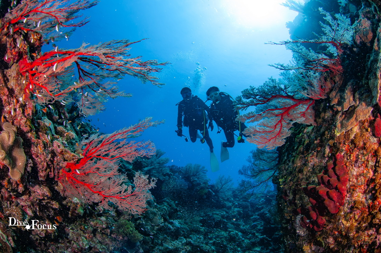 リピーターさんと慶良間へ – Dive Focus :: 沖縄でのダイビングならフォーカスへ