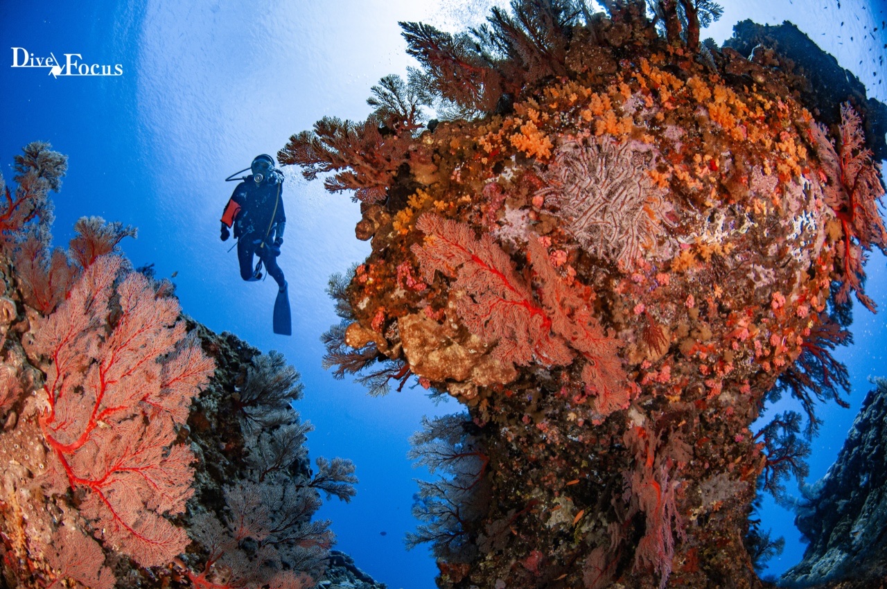 海ブログ – Dive Focus :: 沖縄でのダイビングならフォーカスへ