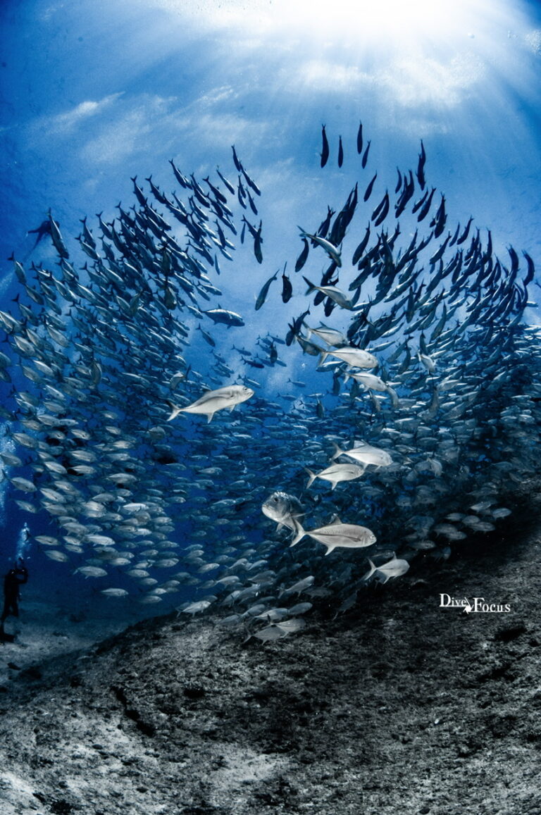 海ブログ – Dive Focus :: 沖縄でのダイビングならフォーカスへ