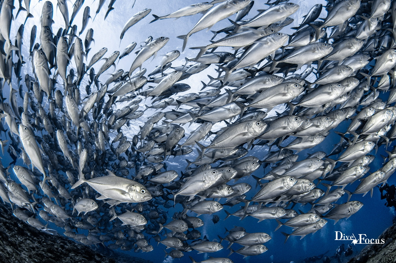 粟国遠征 25戦目 完 – Dive Focus :: 沖縄でのダイビングならフォーカスへ
