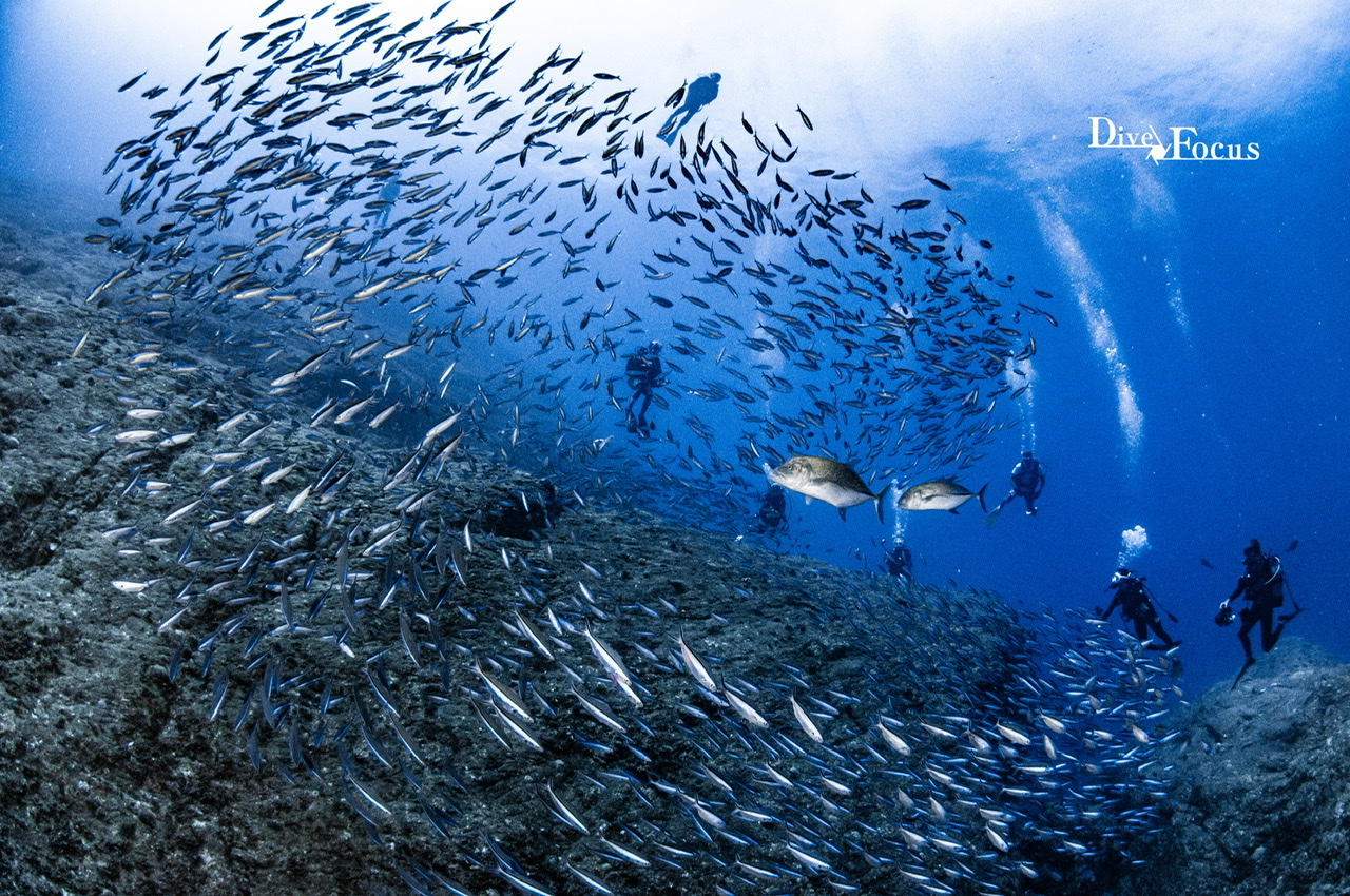 海ブログ – Dive Focus :: 沖縄でのダイビングならフォーカスへ