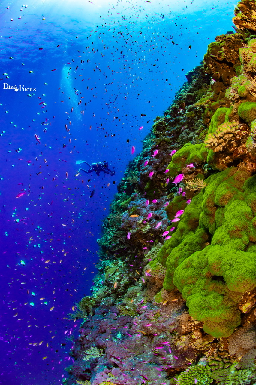 渡名喜遠征 五六の崎3ダイブ – Dive Focus :: 沖縄でのダイビングならフォーカスへ