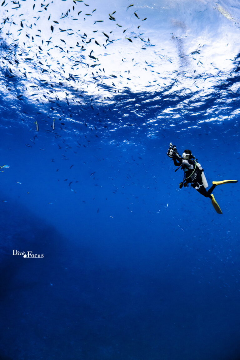 海ブログ – Dive Focus :: 沖縄でのダイビングならフォーカスへ