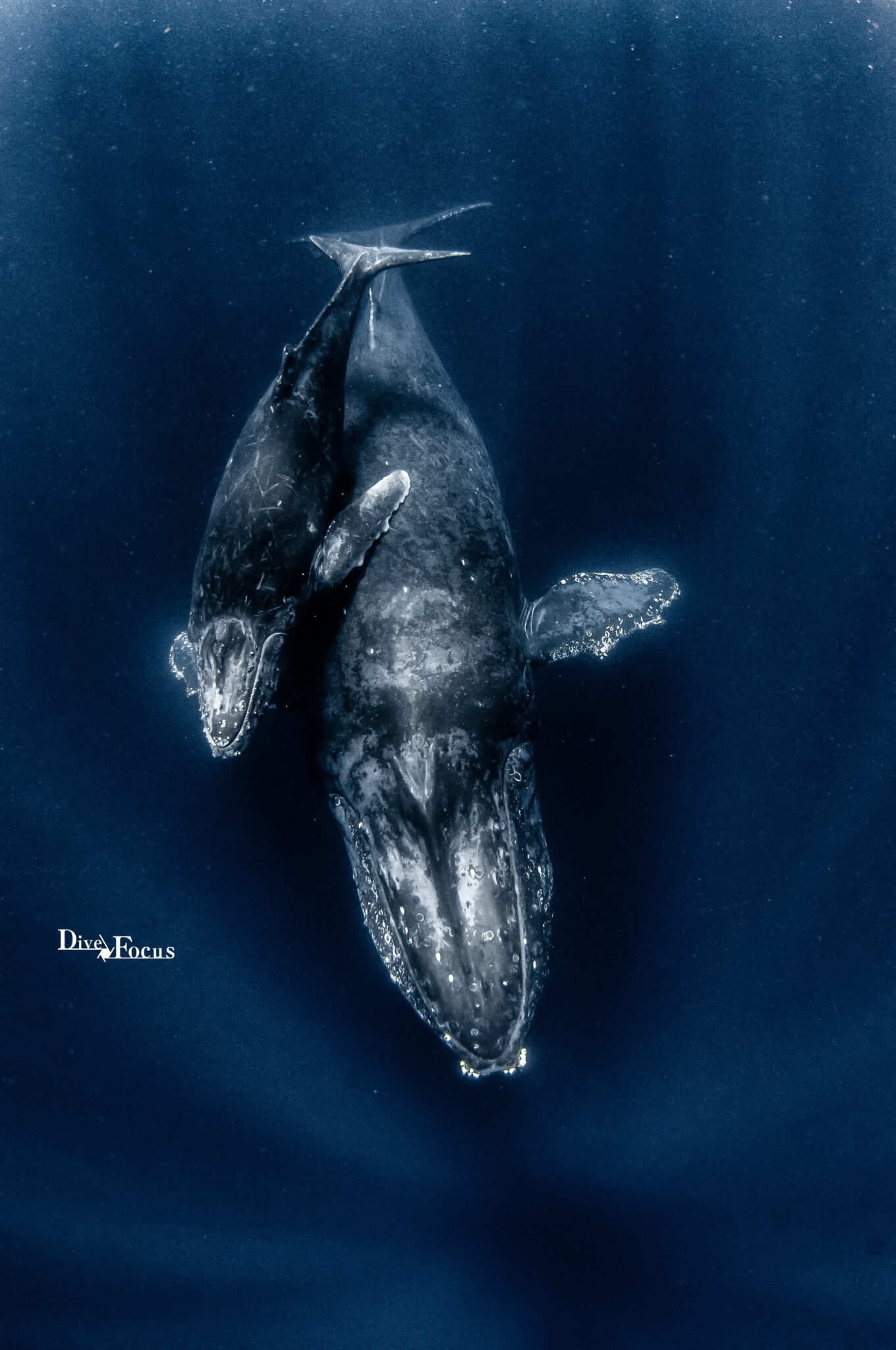 Dive Focus :: 沖縄でのダイビングならフォーカスへ – ベテランダイバーからビギナーダイバー、ブランクダイバー、まだダイビングをしたことがない方までもあなたのリクエストにフォーカス ...