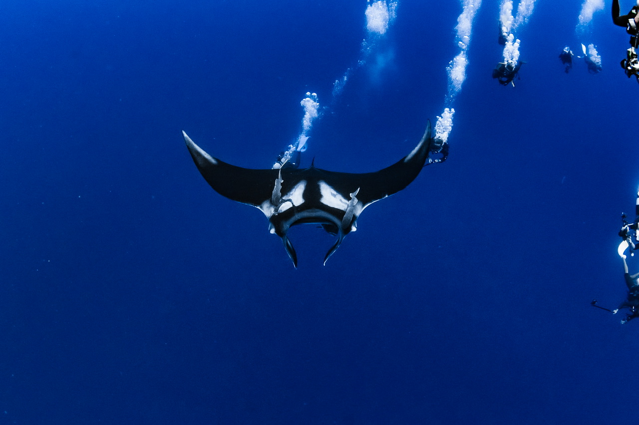 2日連続 下曽根 ジャイアントマンタ – Dive Focus :: 沖縄でのダイビングならフォーカスへ