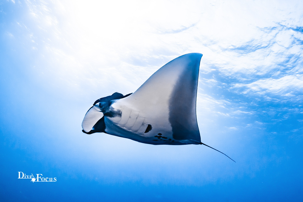 今季16度目の出会い ジャイアントマンタ – Dive Focus :: 沖縄でのダイビングならフォーカスへ