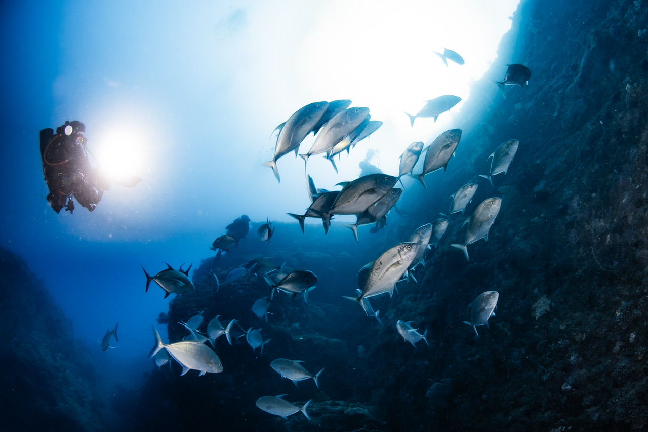 Dive Focus :: 沖縄でのダイビングならフォーカスへ – ベテランダイバーからビギナーダイバー、ブランクダイバー、まだダイビングをしたことがない方までもあなたのリクエストにフォーカス ...