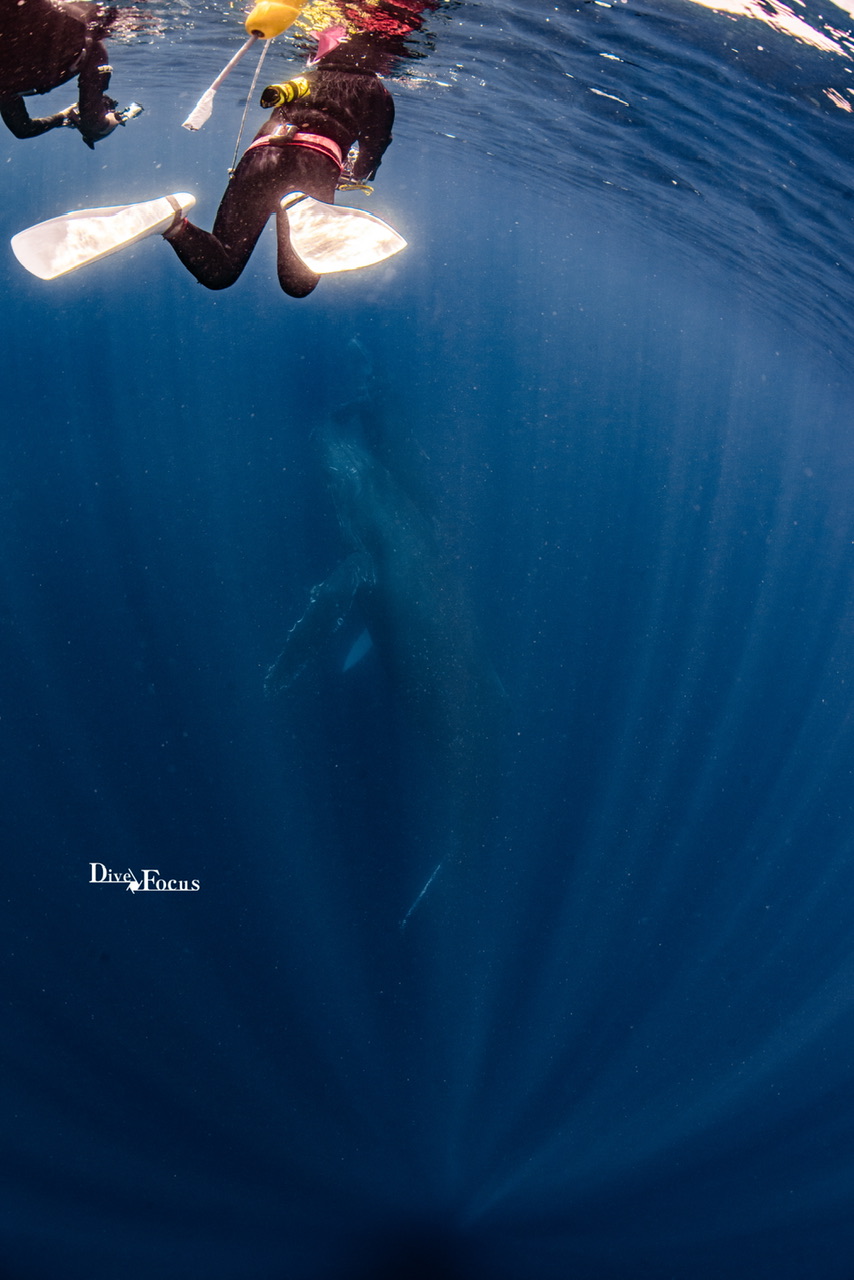 ホエールスイムday7 – Dive Focus :: 沖縄でのダイビングならフォーカスへ