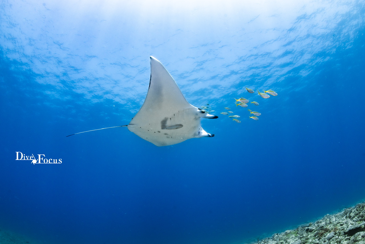 慶良間 OW講習後にマンタ降臨！ – Dive Focus :: 沖縄でのダイビングならフォーカスへ