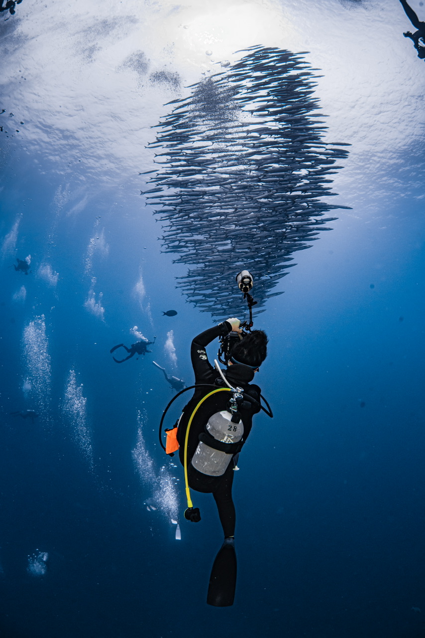トライアングル 主役はバラクーダ – Dive Focus :: 沖縄でのダイビングならフォーカスへ