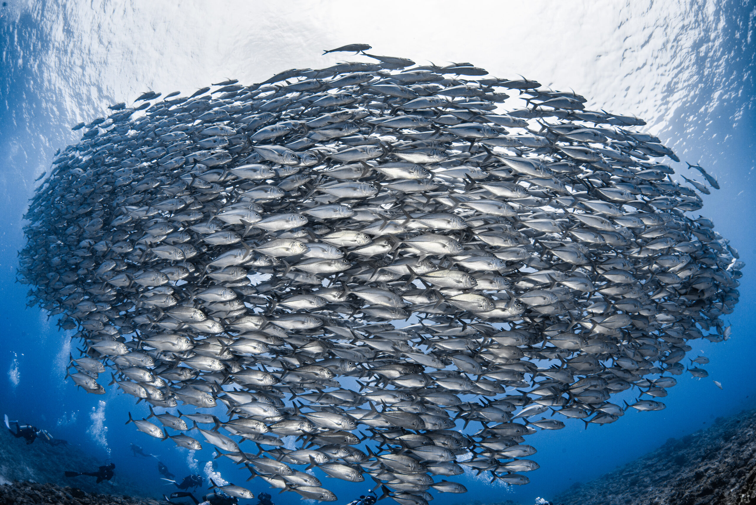 粟国遠征 14回目は今季1の大玉 – Dive Focus :: 沖縄でのダイビングならフォーカスへ