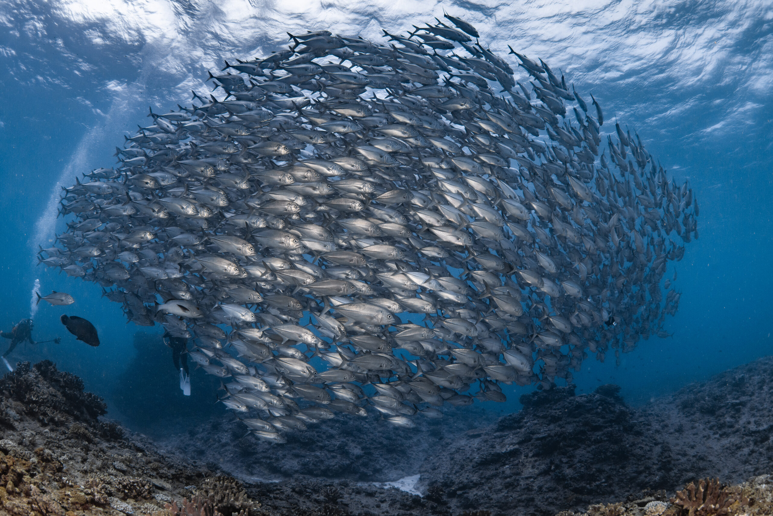 粟国遠征 16回目は狙いのバッファロー – Dive Focus :: 沖縄でのダイビングならフォーカスへ