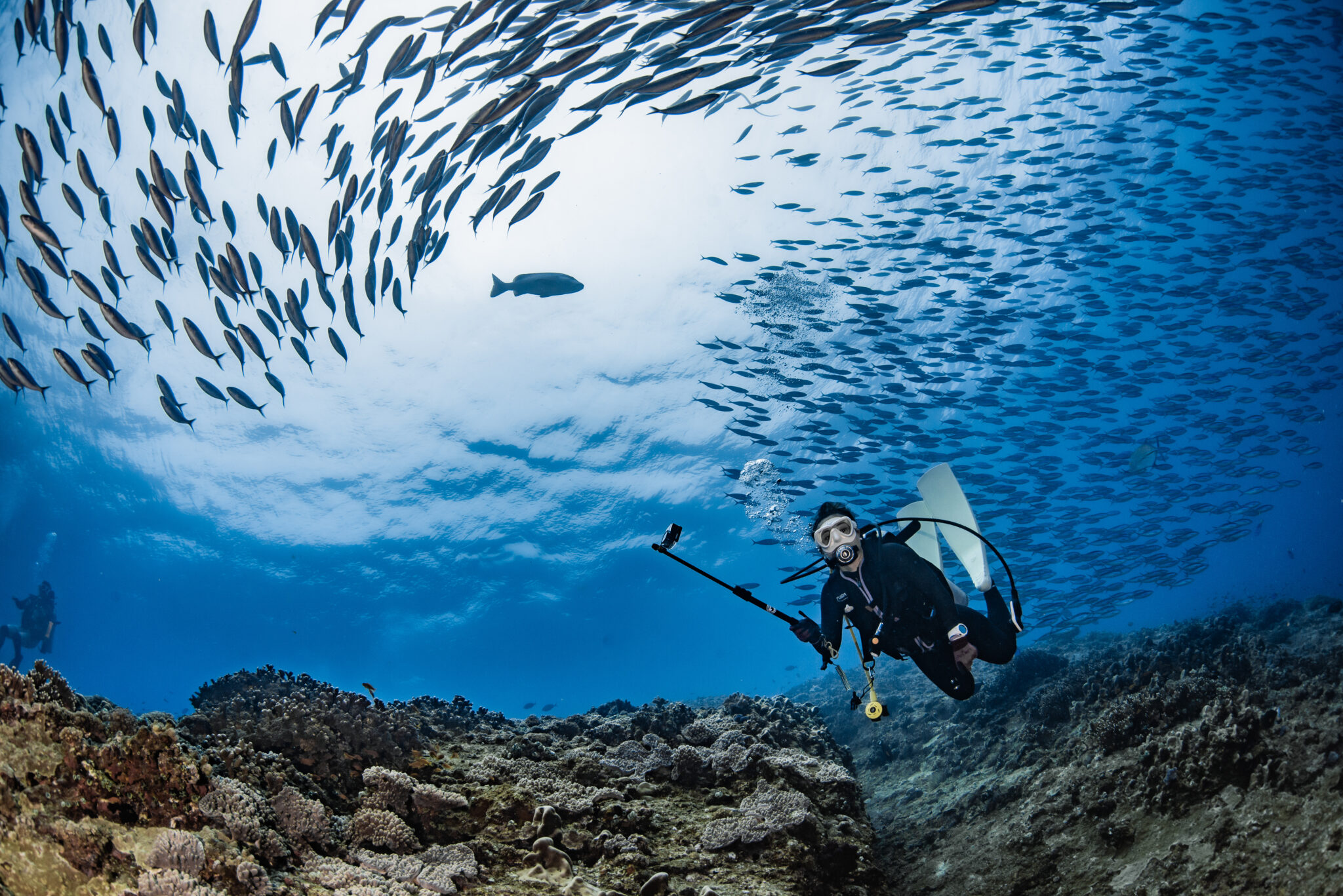海ブログ – Dive Focus :: 沖縄でのダイビングならフォーカスへ