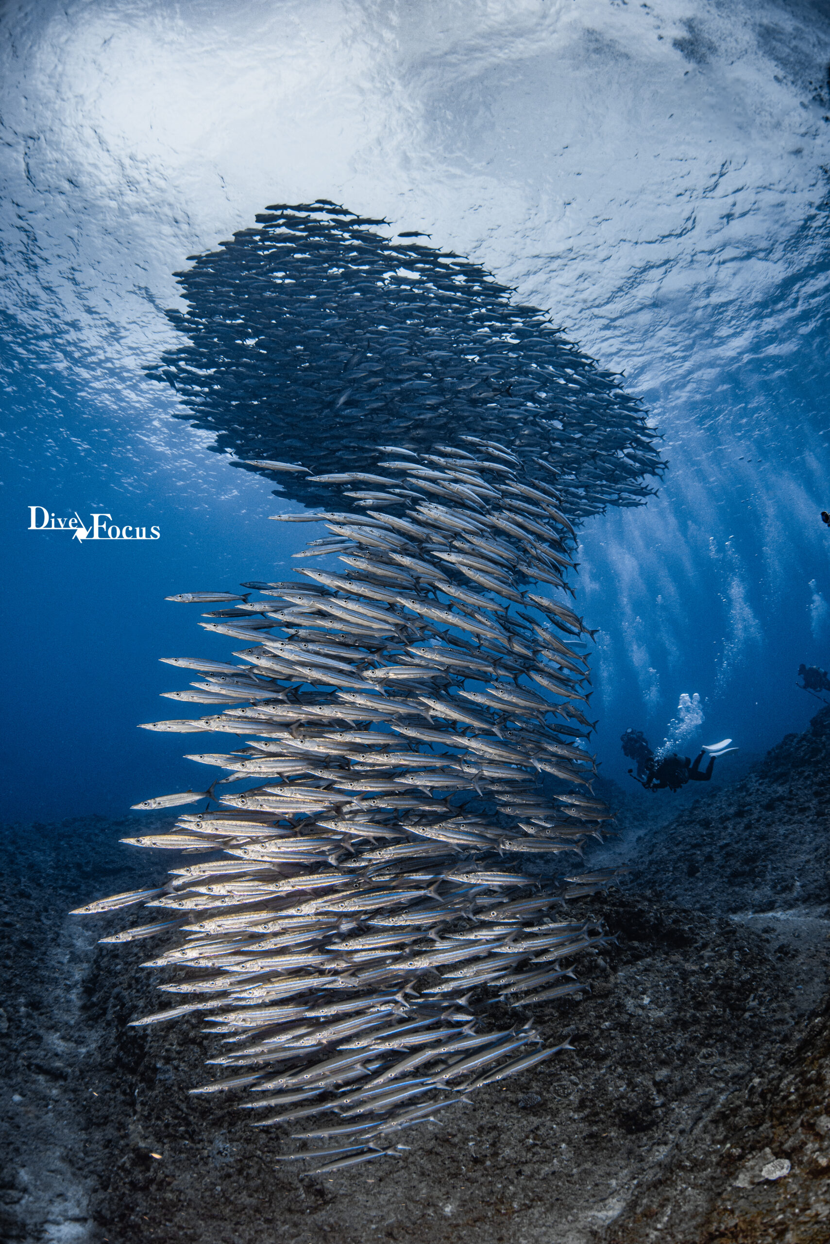 粟国遠征 13回目はギンガメアジとホソカマスがコラボ – Dive Focus :: 沖縄でのダイビングならフォーカスへ