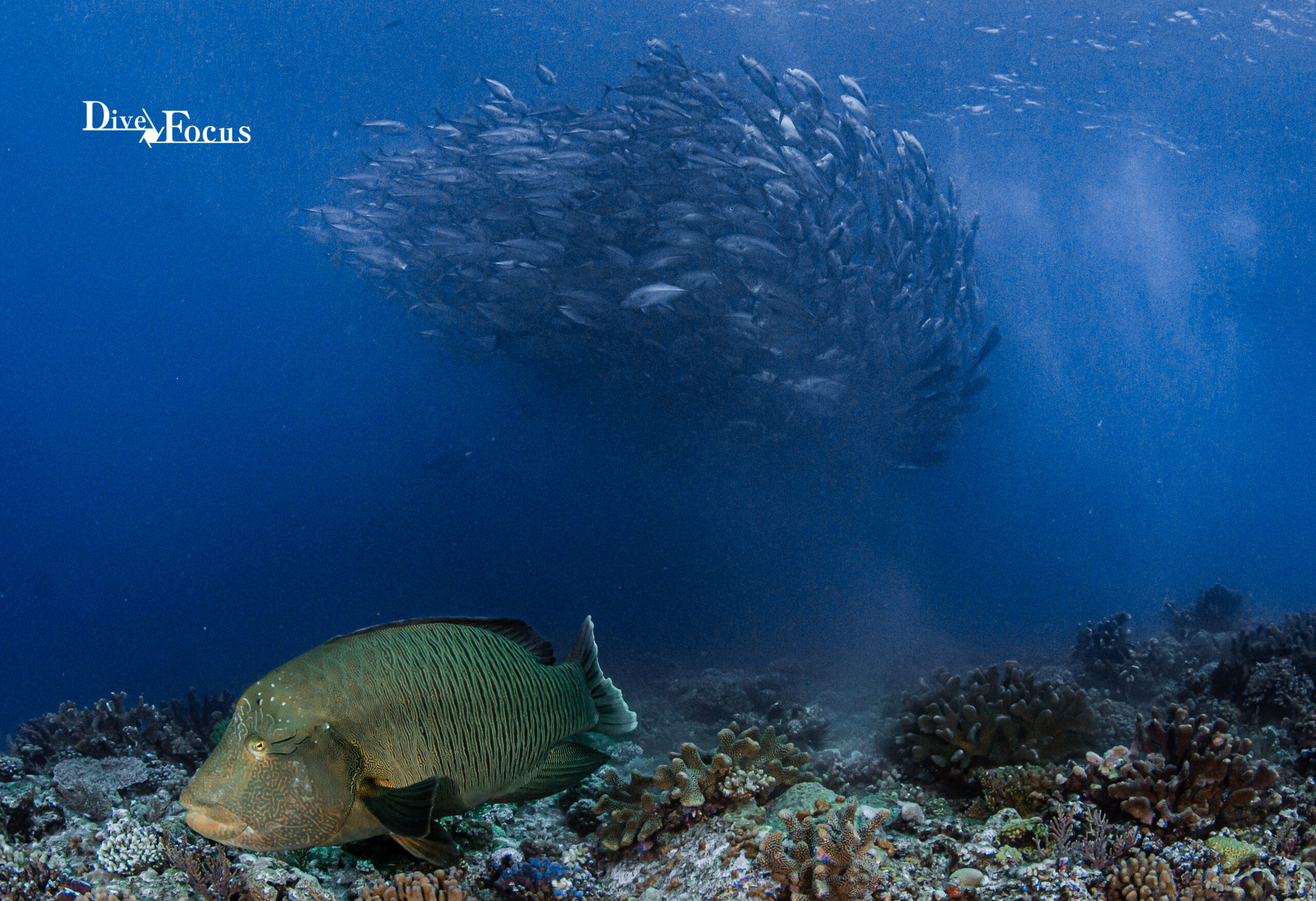 粟国遠征 15回目 コラボも – Dive Focus :: 沖縄でのダイビングならフォーカスへ