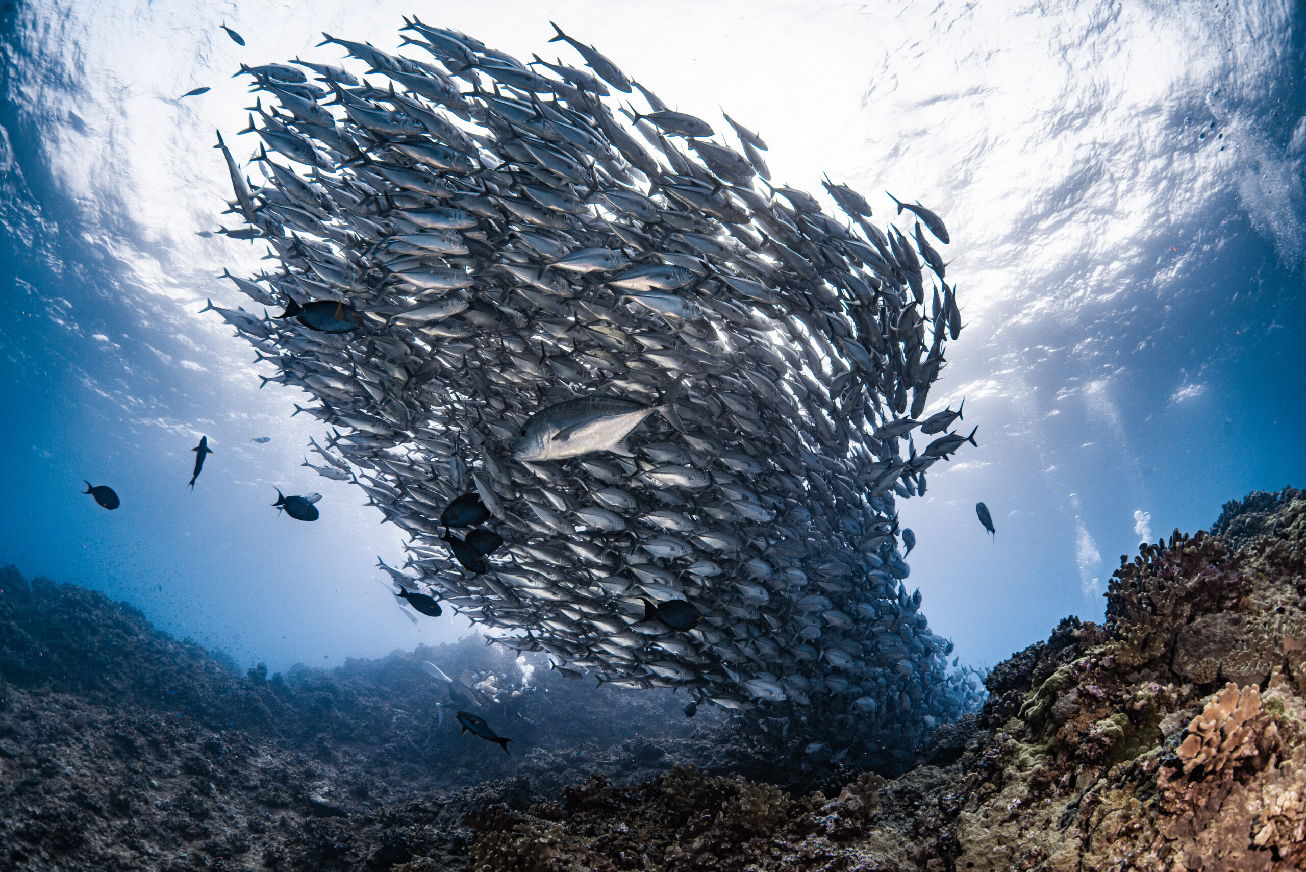 粟国遠征19回目 3本ギンガメ堪能 – Dive Focus :: 沖縄でのダイビングならフォーカスへ