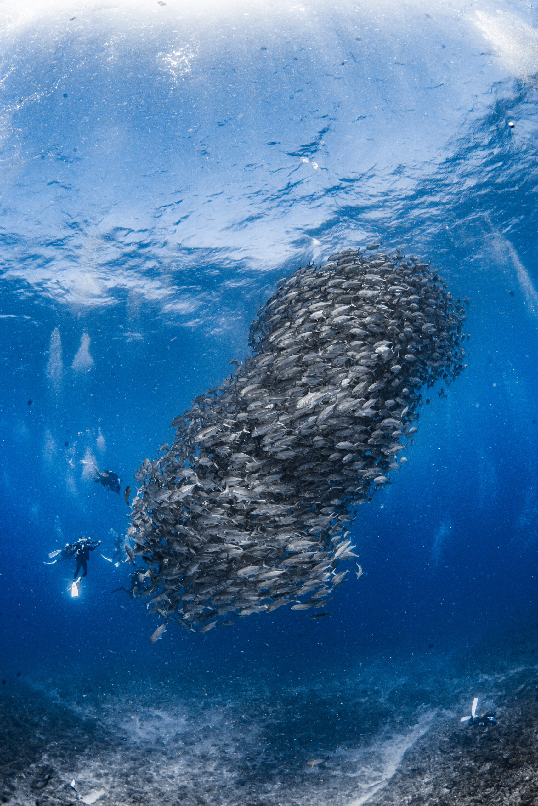 粟国遠征 32回目快晴の大玉 – Dive Focus :: 沖縄でのダイビングならフォーカスへ