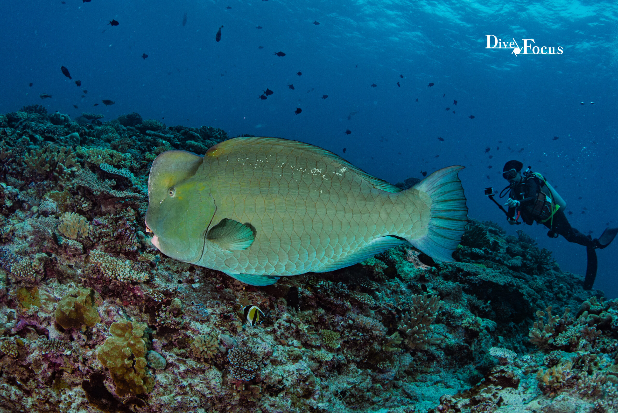 粟国遠征27回目 3タコ喰らいました – Dive Focus :: 沖縄でのダイビングならフォーカスへ