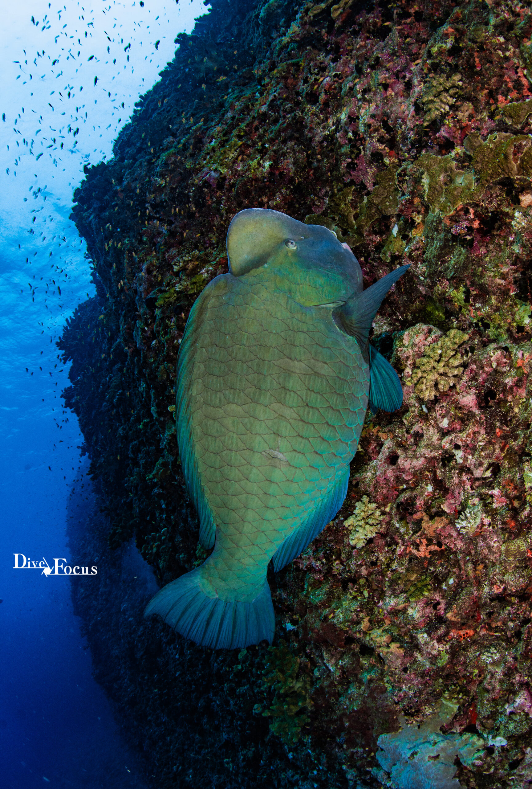 粟国遠征28回目 まさかの6タコ – Dive Focus :: 沖縄でのダイビングならフォーカスへ