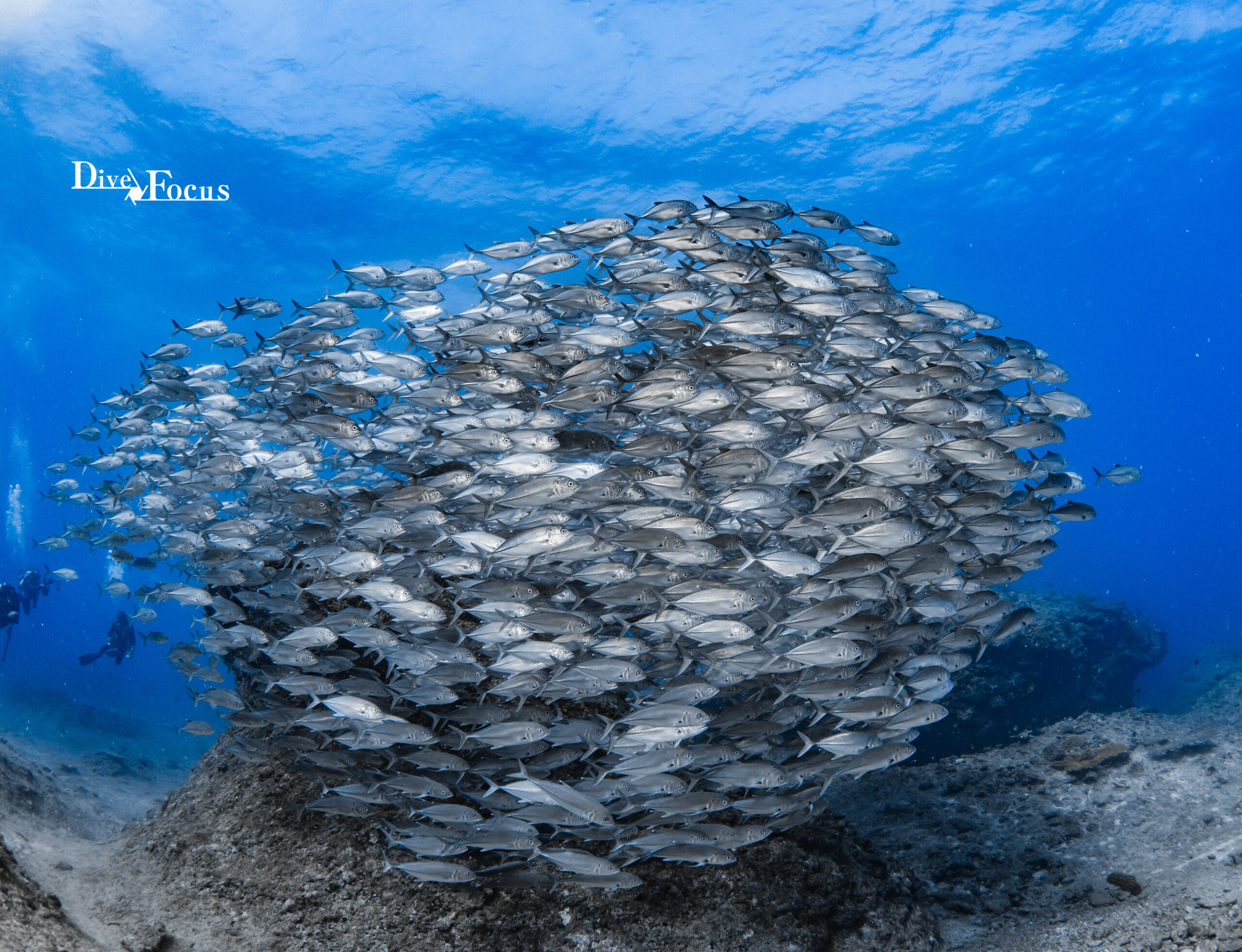 粟国遠征 31回目 忙しないギンガメアジ – Dive Focus :: 沖縄でのダイビングならフォーカスへ