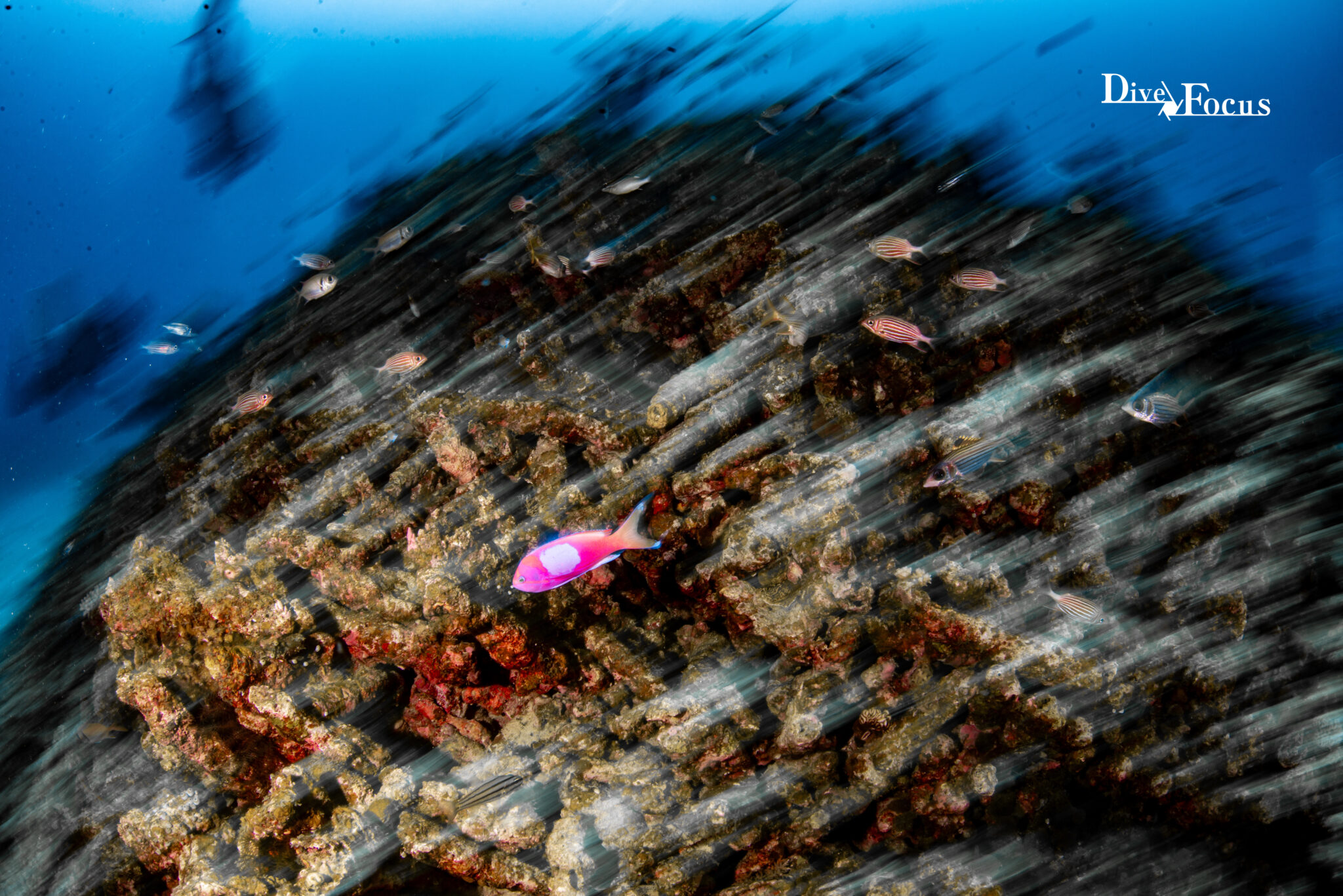 海ブログ – Dive Focus :: 沖縄でのダイビングならフォーカスへ