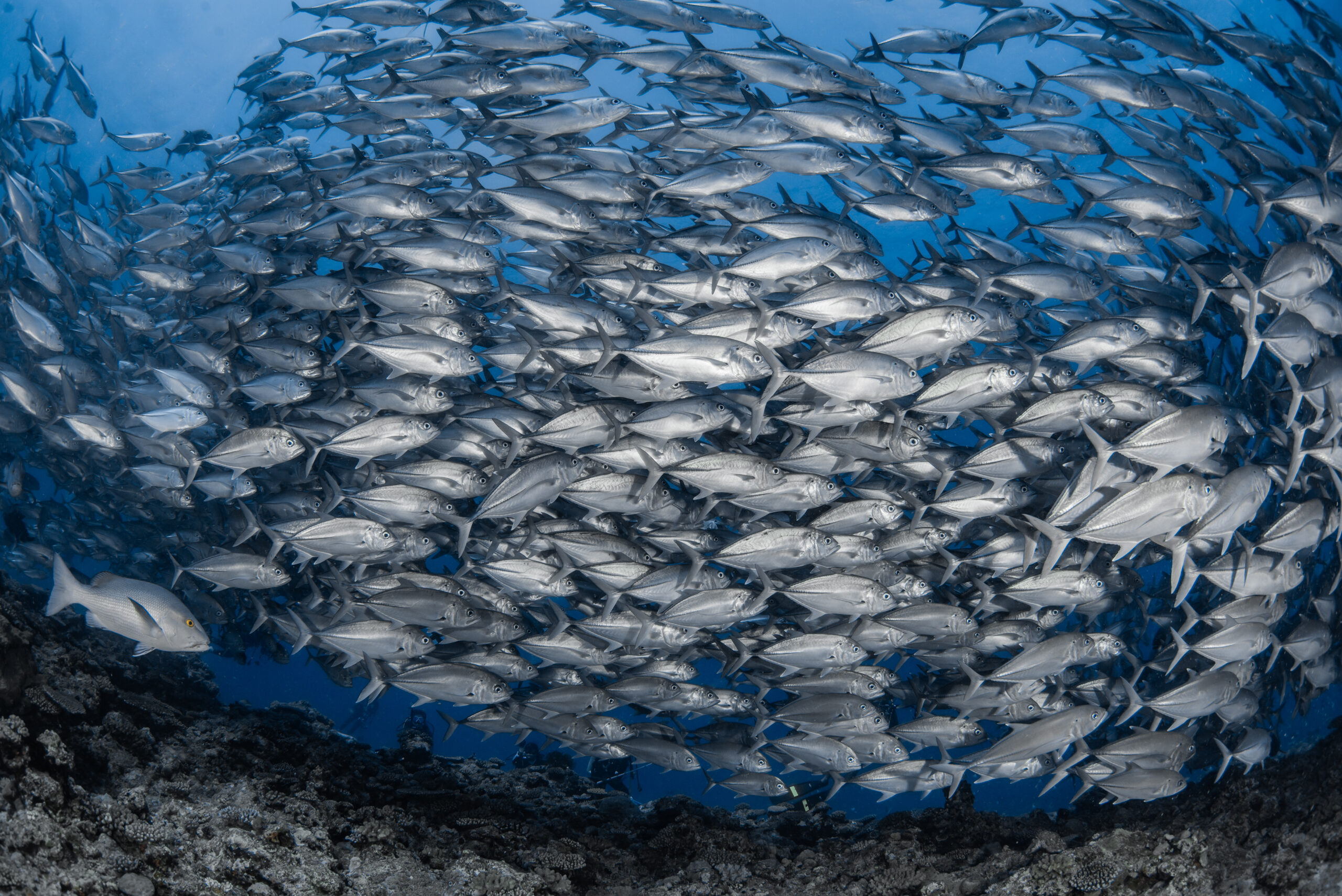 粟国遠征37回目 ギンガメトリッキーも無事 – Dive Focus :: 沖縄でのダイビングならフォーカスへ