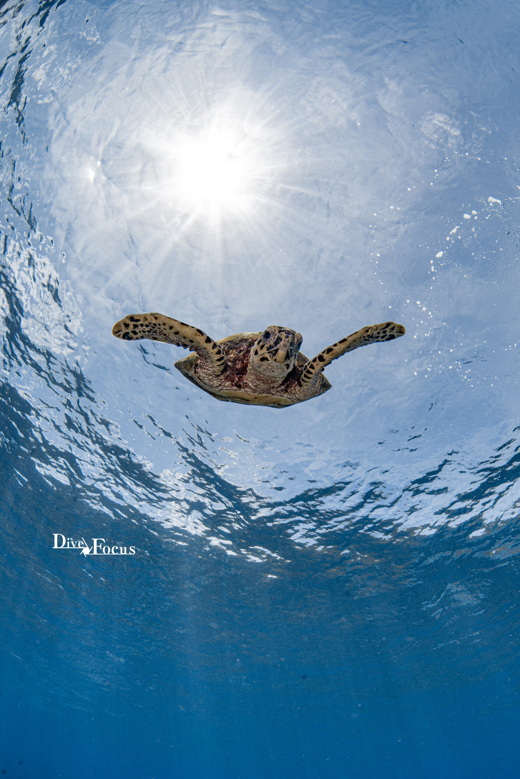 地元ゲスト様たちと慶良間へ – Dive Focus :: 沖縄でのダイビングならフォーカスへ