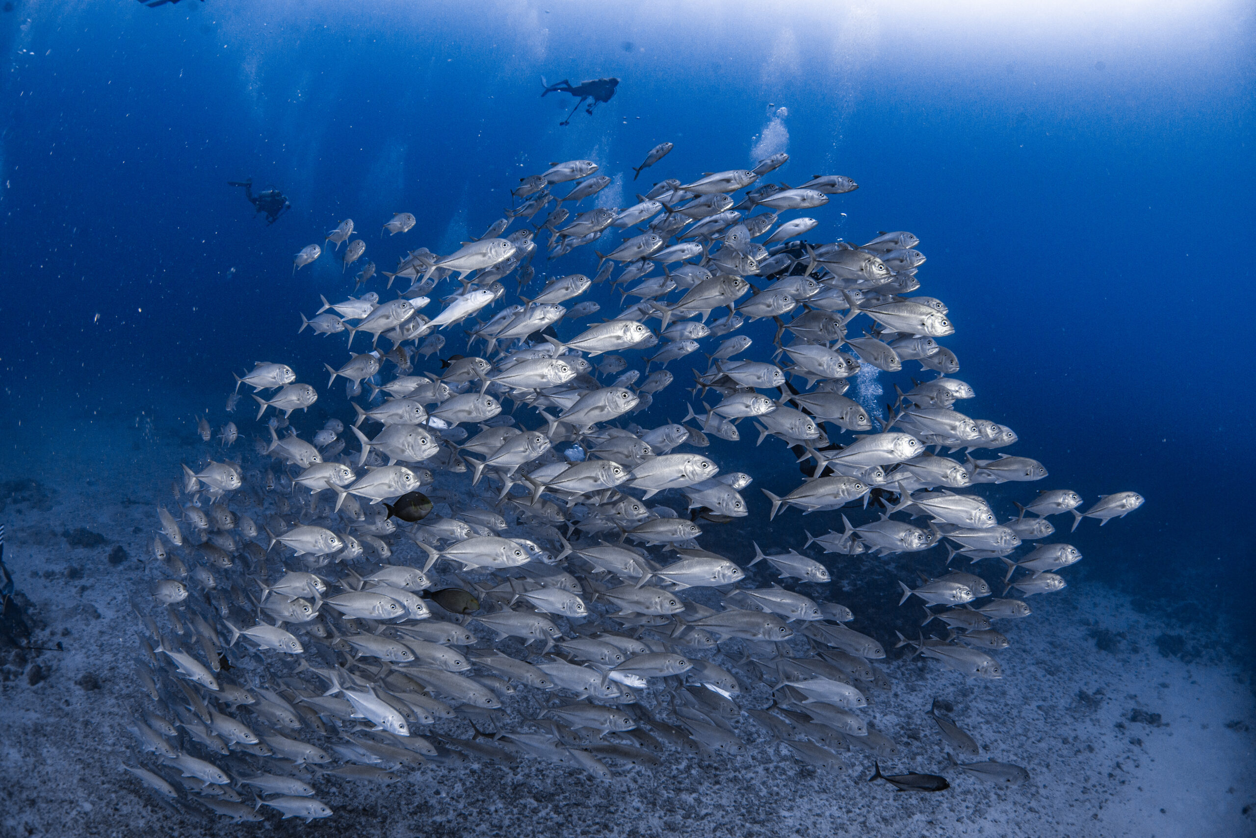 慶良間外洋 味変3ダイブ – Dive Focus :: 沖縄でのダイビングならフォーカスへ