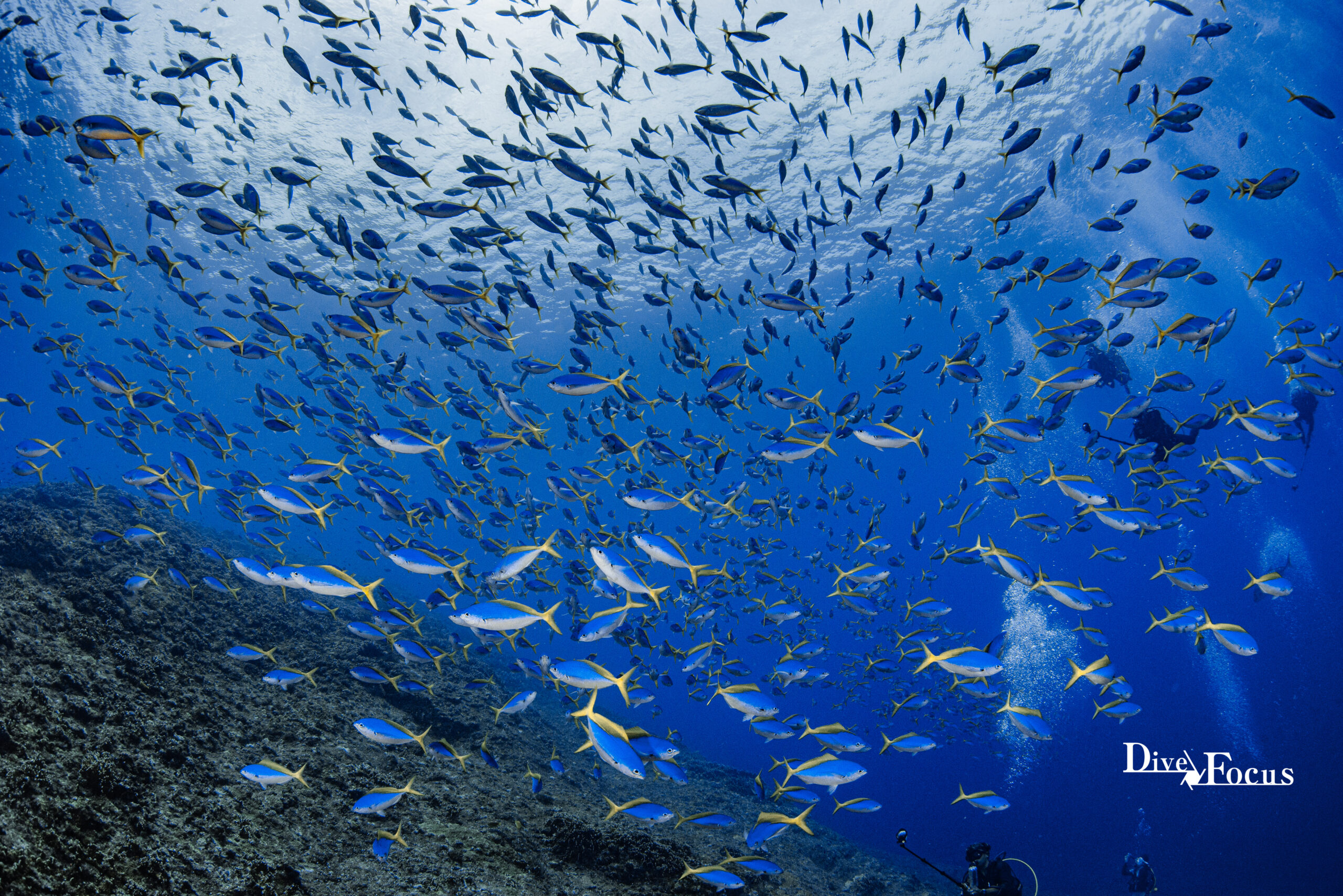 下曽根 ナンヨウマンタ出ました – Dive Focus :: 沖縄でのダイビングならフォーカスへ