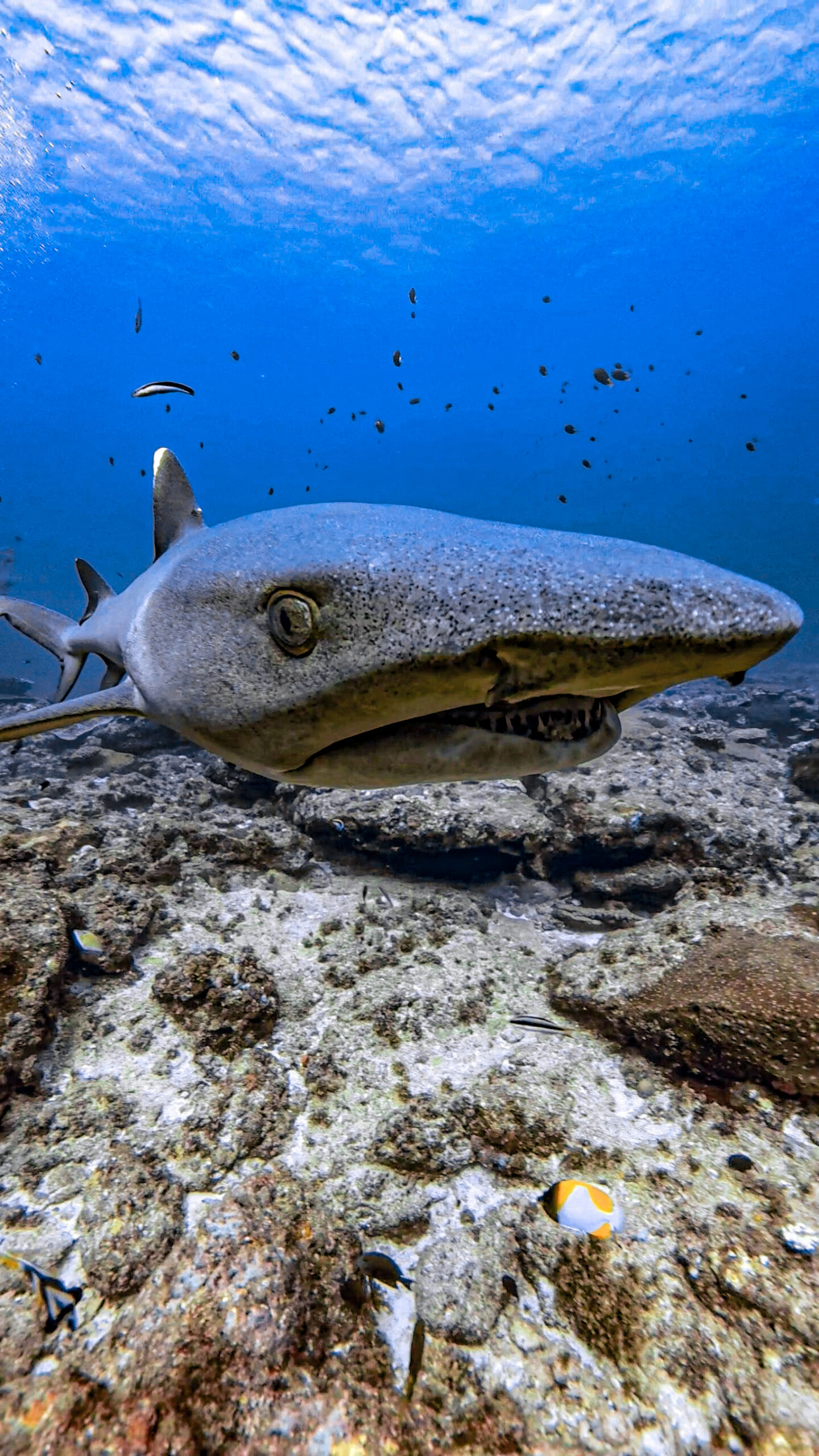 慶良間外洋で魚影堪能 – Dive Focus :: 沖縄でのダイビングならフォーカスへ