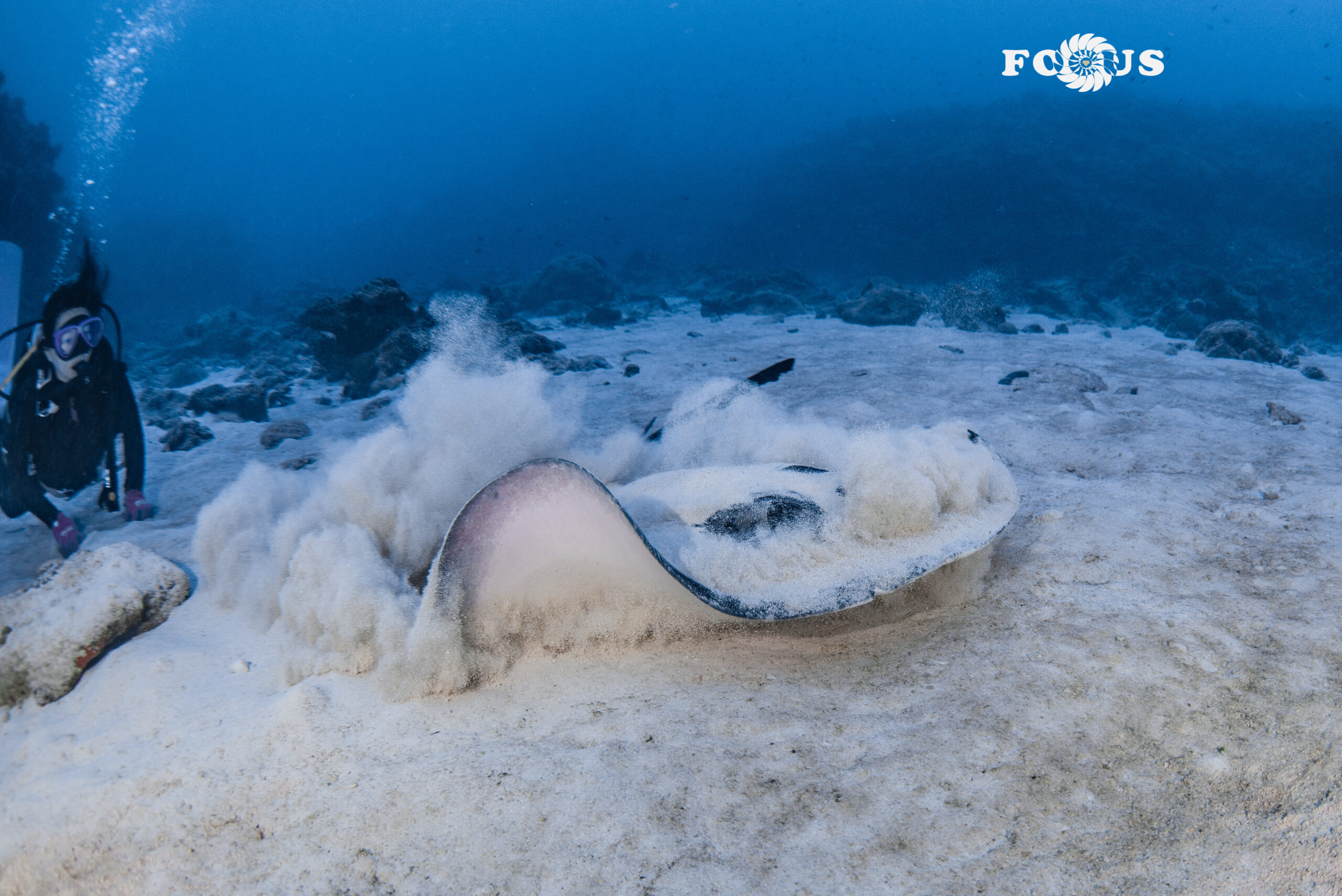 時化ましたが – Dive Focus :: 沖縄でのダイビングならフォーカスへ