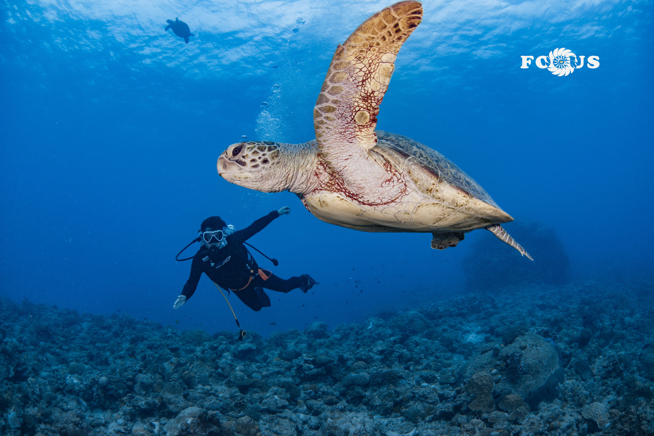 時化てたのでチービシでカメ三昧！ – Dive Focus :: 沖縄でのダイビングならフォーカスへ