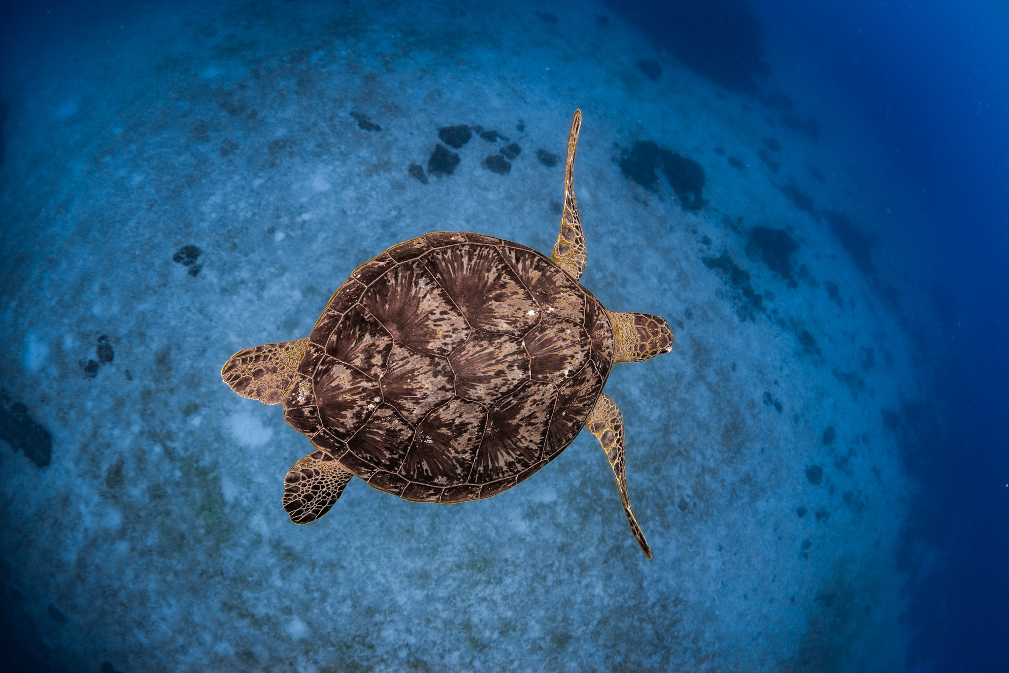 OW講習！ – Dive Focus :: 沖縄でのダイビングならフォーカスへ