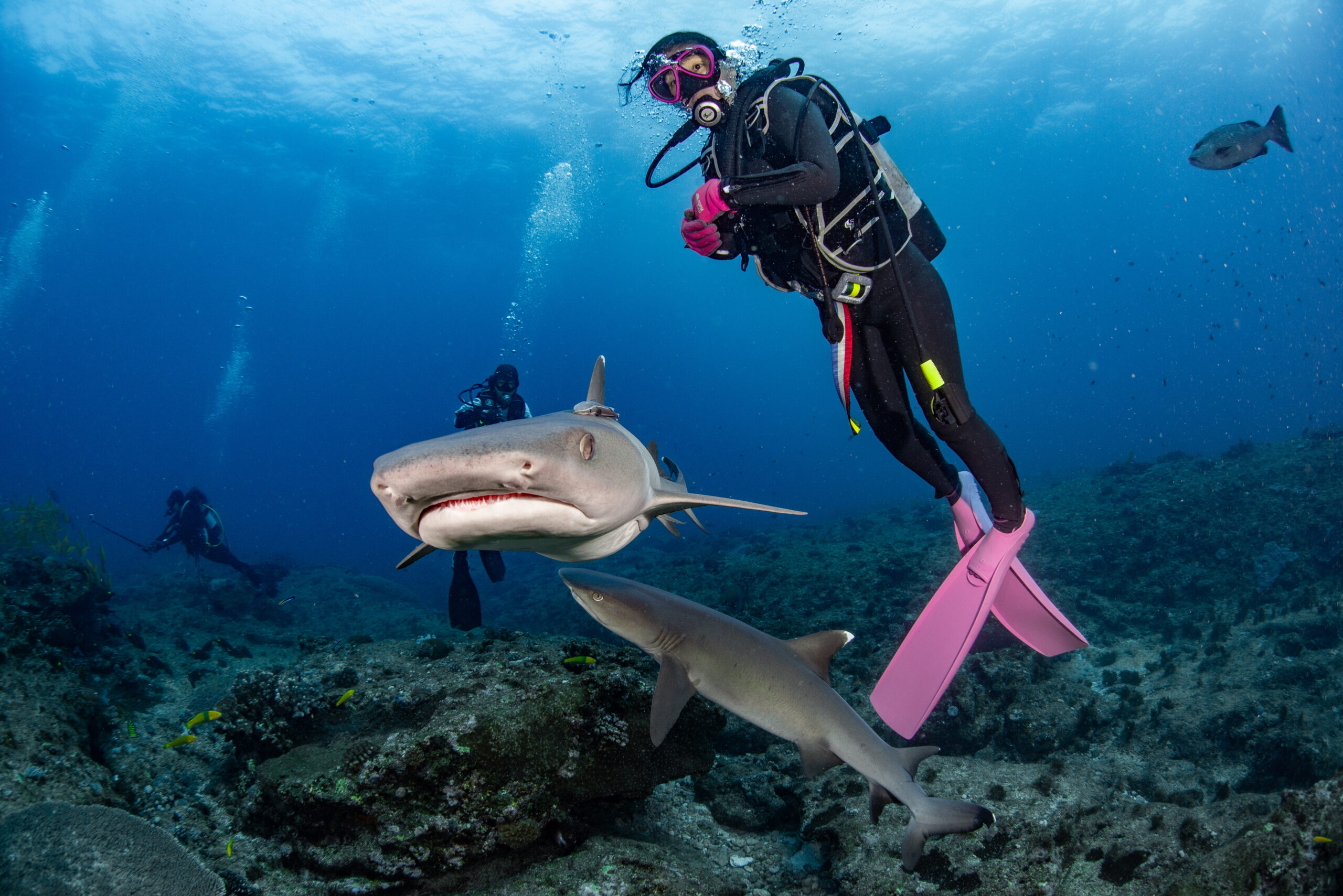 サメとの戯れ – Dive Focus :: 沖縄でのダイビングならフォーカスへ