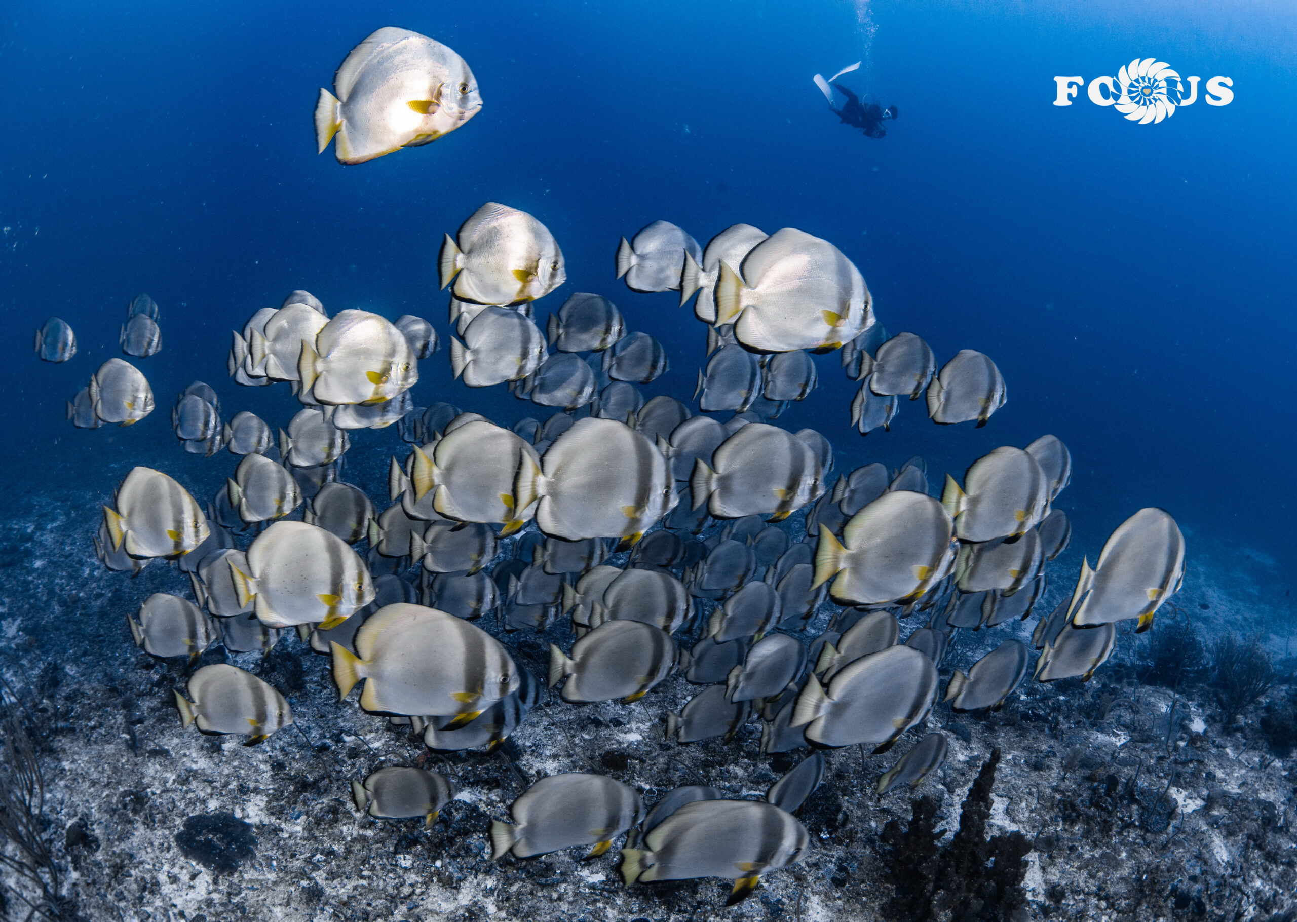 慶良間外洋で大物＆群れ狙い – Dive Focus :: 沖縄でのダイビングならフォーカスへ