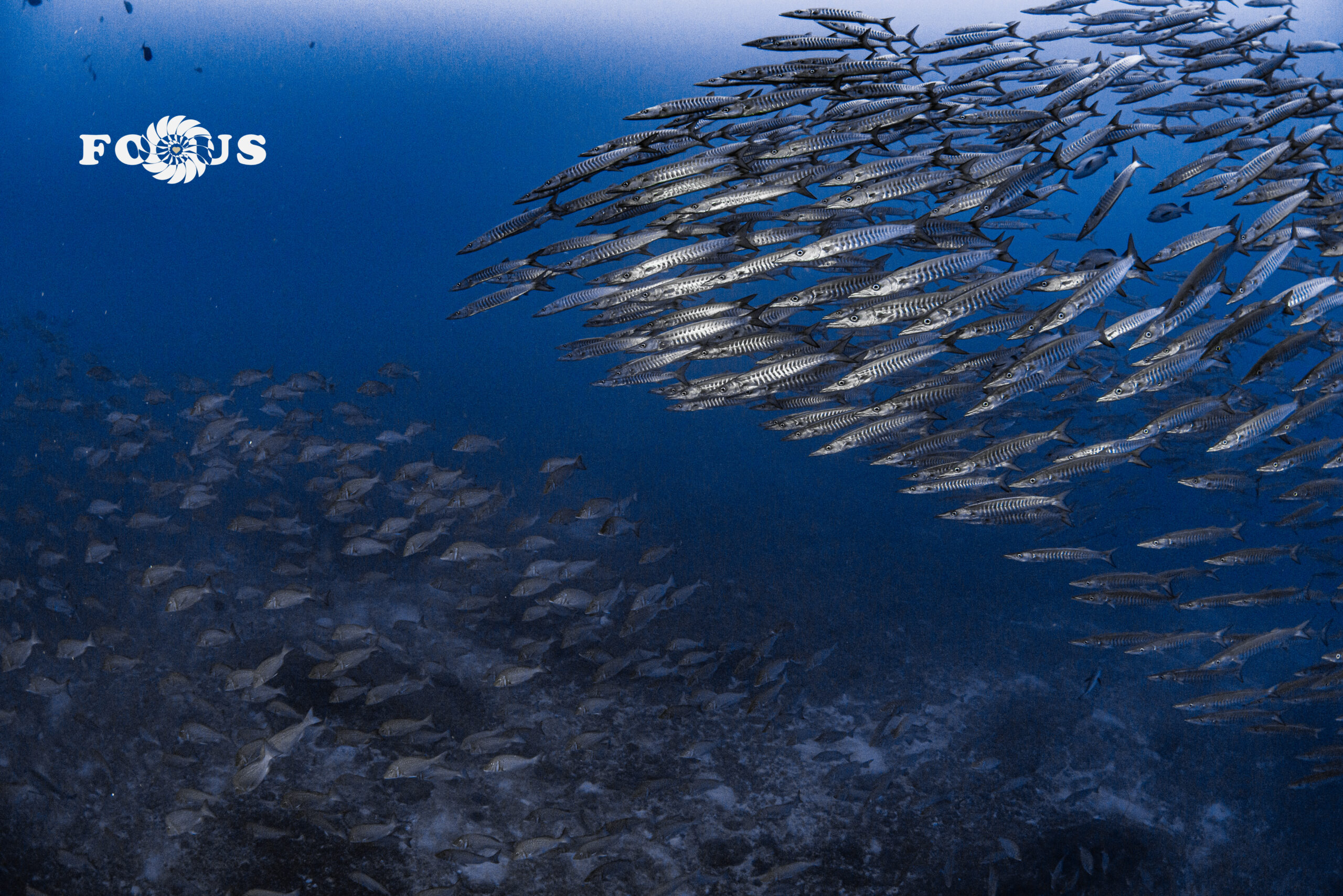 トライアングル4日目 – Dive Focus :: 沖縄でのダイビングならフォーカスへ