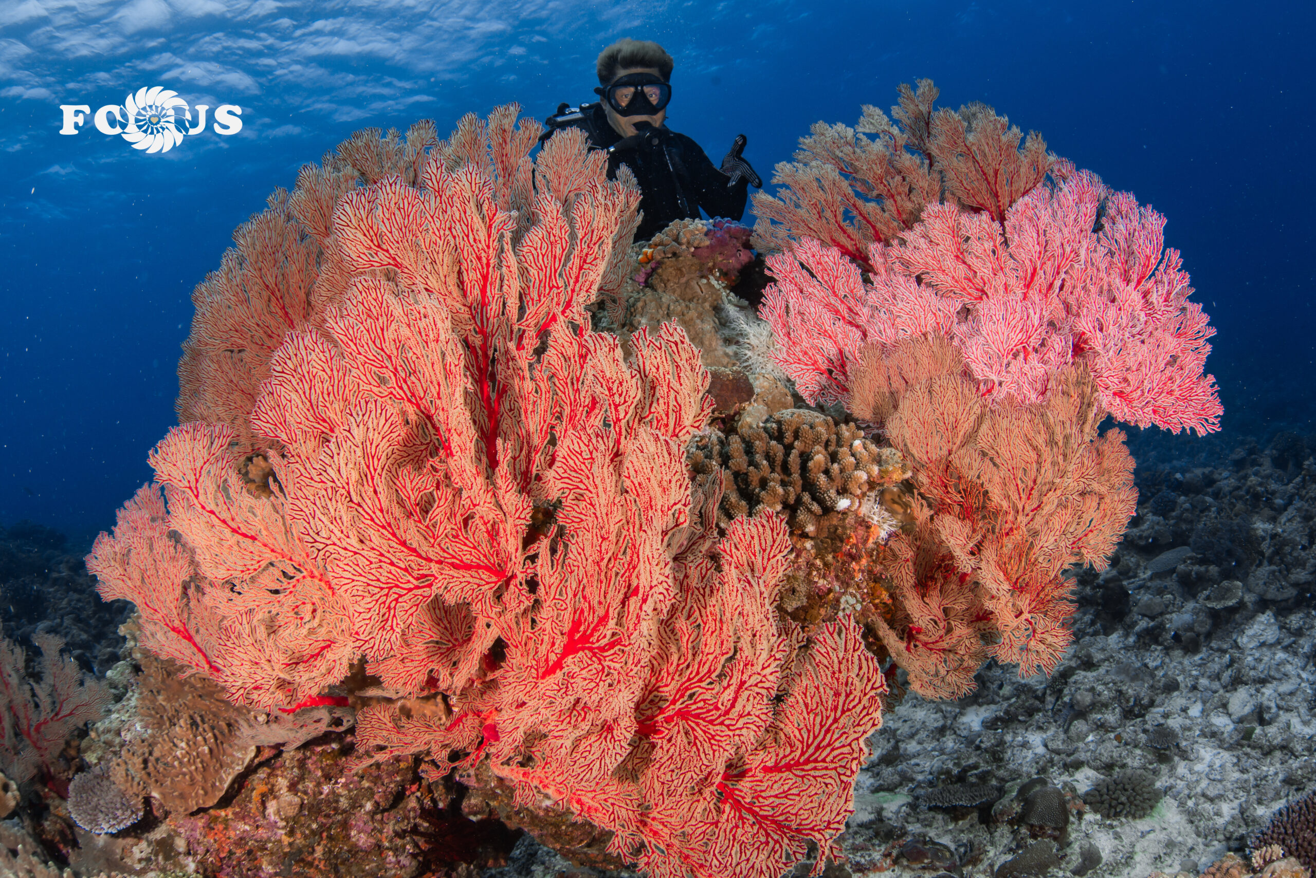 トライアングル6日目 – Dive Focus :: 沖縄でのダイビングならフォーカスへ