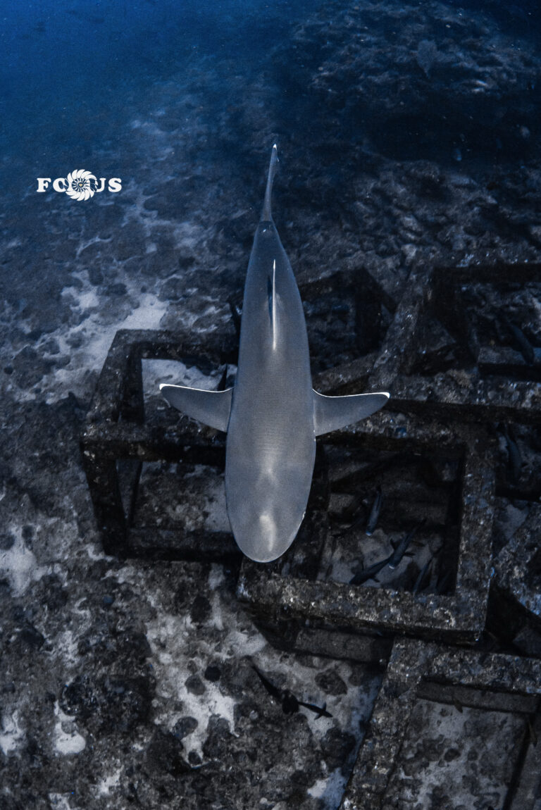 Dive Focus :: 沖縄でのダイビングならフォーカスへ – ベテランダイバーからビギナーダイバー、ブランクダイバー、まだダイビングをしたことがない方までもあなたのリクエストにフォーカス ...