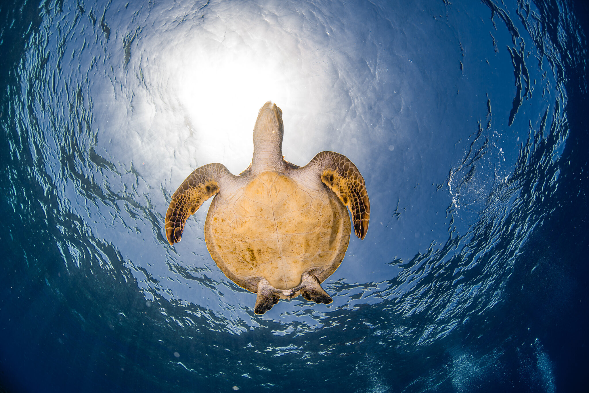 Dive Focus :: 沖縄でのダイビングならフォーカスへ – ベテランダイバーからビギナーダイバー、ブランクダイバー、まだダイビングをしたことがない方までもあなたのリクエストにフォーカス ...