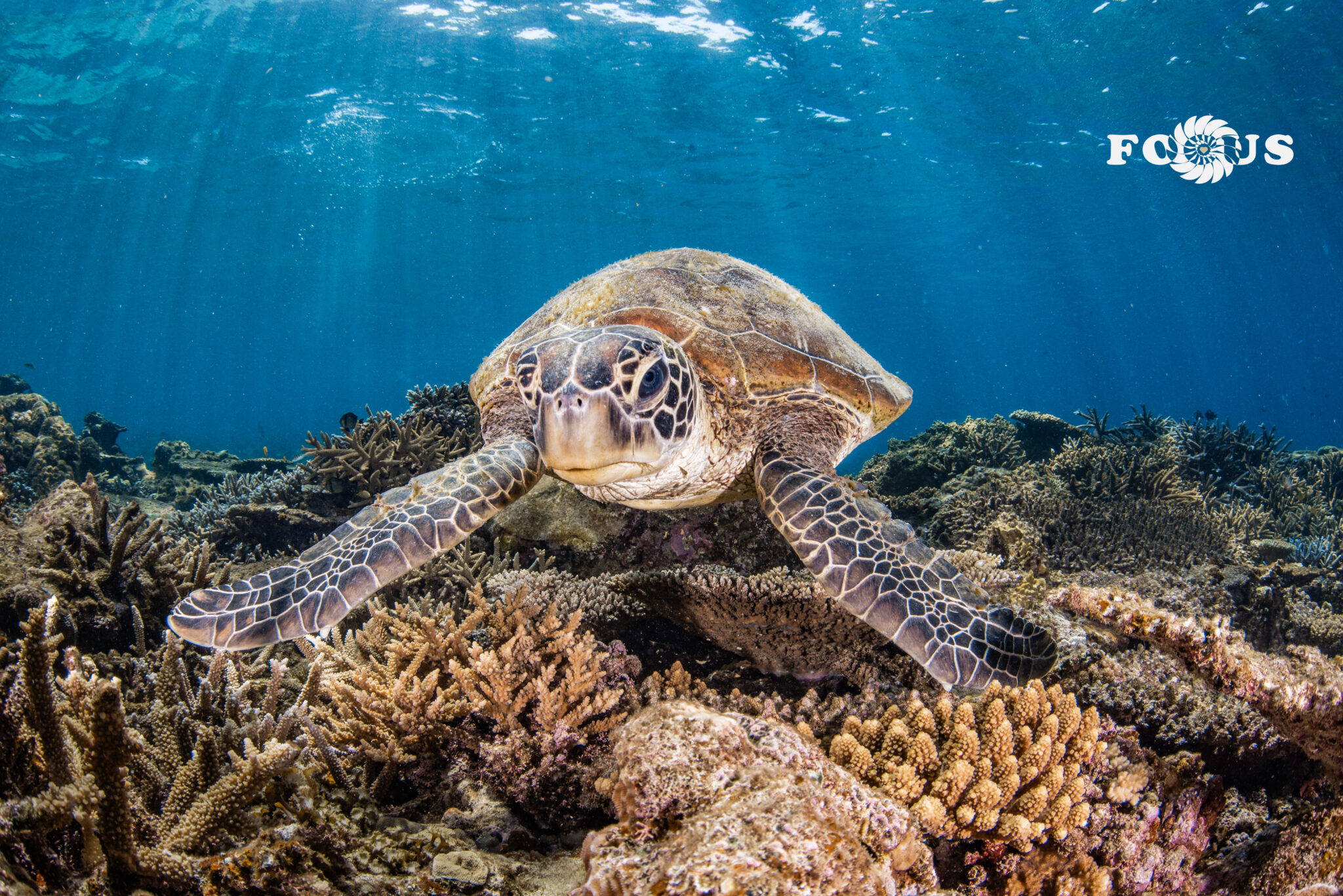 Dive Focus :: 沖縄でのダイビングならフォーカスへ – ベテランダイバーからビギナーダイバー、ブランクダイバー、まだダイビングをしたことがない方までもあなたのリクエストにフォーカス ...