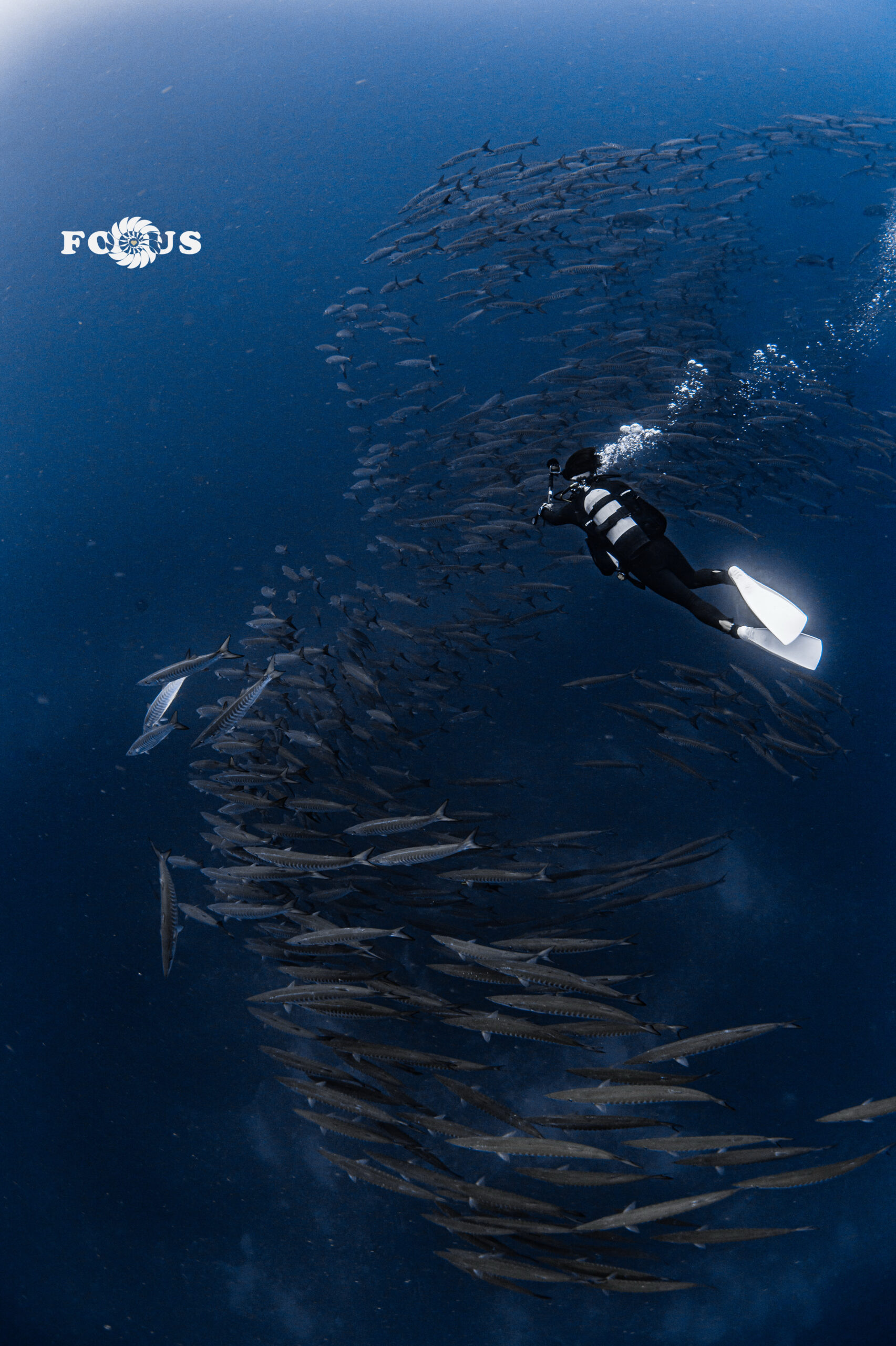 トライアングル19日目 – Dive Focus :: 沖縄でのダイビングならフォーカスへ