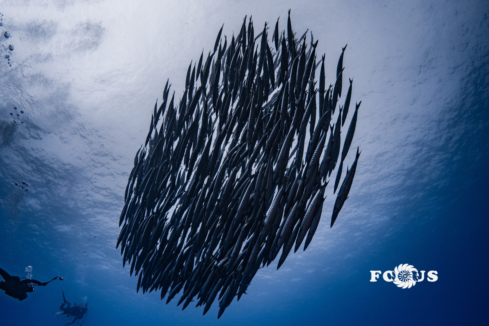 トライアングル25日目 – Dive Focus :: 沖縄でのダイビングならフォーカスへ