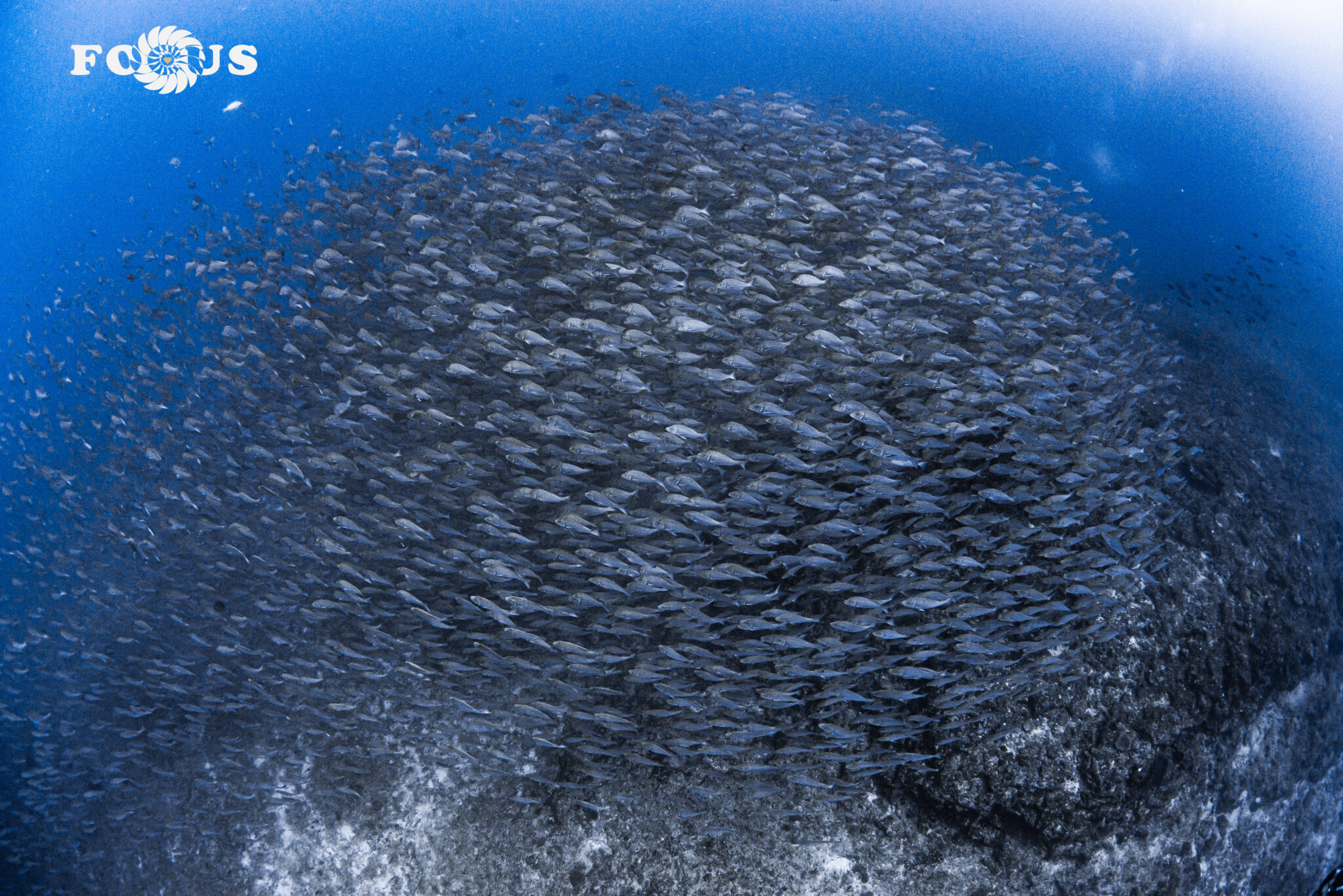 Dive Focus :: 沖縄でのダイビングならフォーカスへ – ベテランダイバーからビギナーダイバー、ブランクダイバー、まだダイビングをしたことがない方までもあなたのリクエストにフォーカス ...