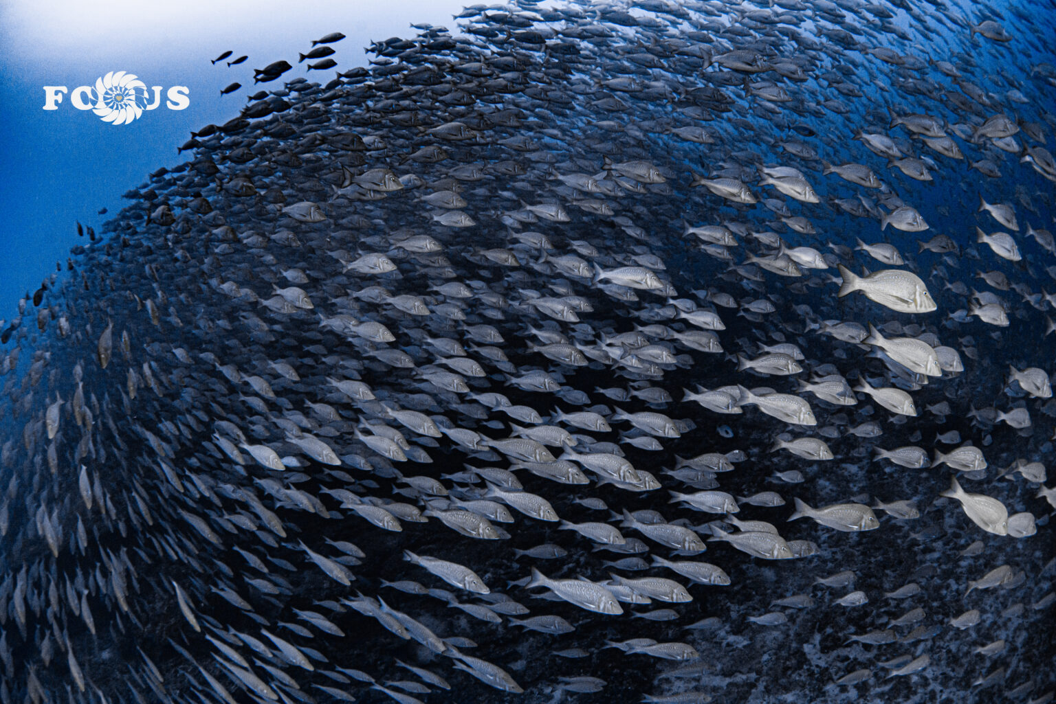 Dive Focus :: 沖縄でのダイビングならフォーカスへ – ベテランダイバーからビギナーダイバー、ブランクダイバー、まだダイビングをしたことがない方までもあなたのリクエストにフォーカス ...