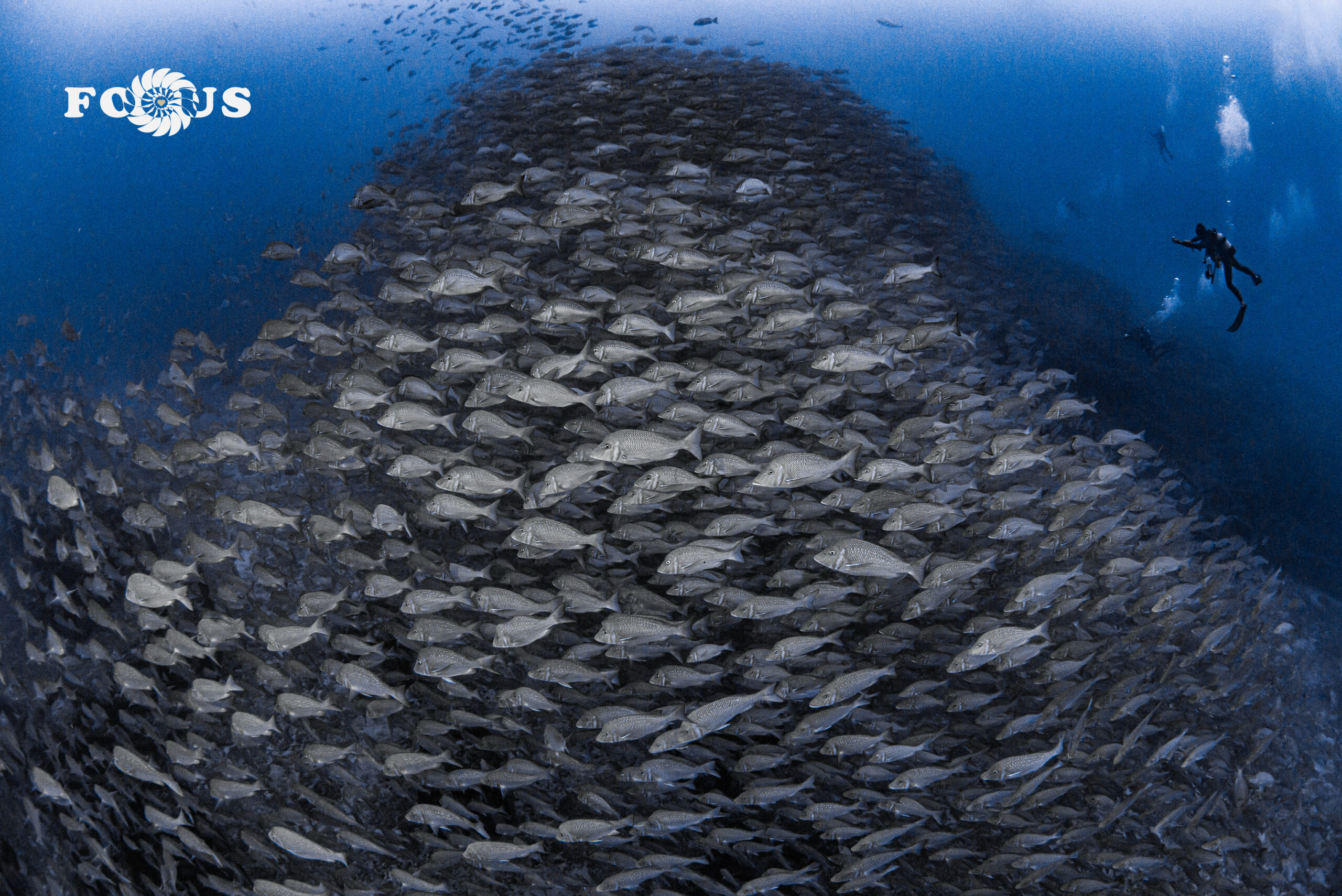 トライアングル28日目 – Dive Focus :: 沖縄でのダイビングならフォーカスへ