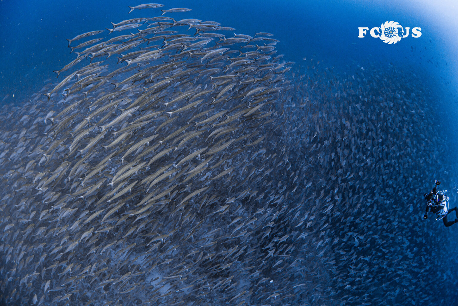 トライアングル28日目 – Dive Focus :: 沖縄でのダイビングならフォーカスへ