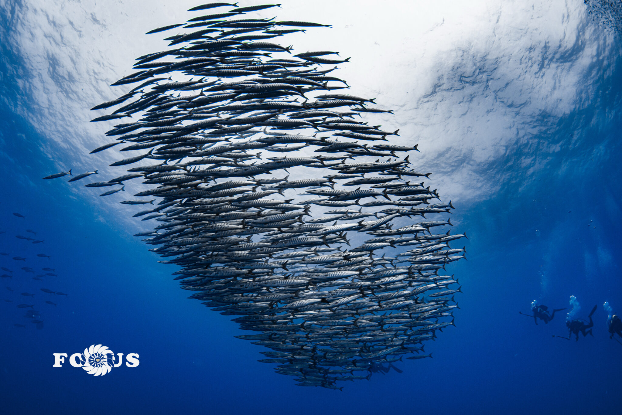 Dive Focus :: 沖縄でのダイビングならフォーカスへ – ベテランダイバーからビギナーダイバー、ブランクダイバー、まだダイビングをしたことがない方までもあなたのリクエストにフォーカス ...