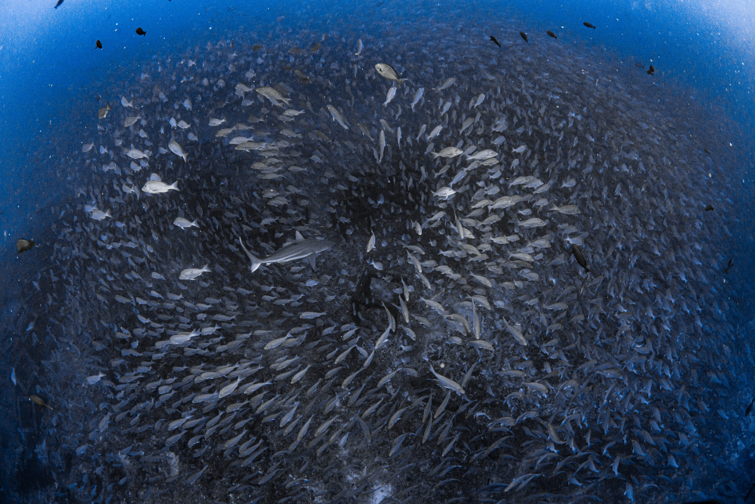 トライアングル29日目 – Dive Focus :: 沖縄でのダイビングならフォーカスへ