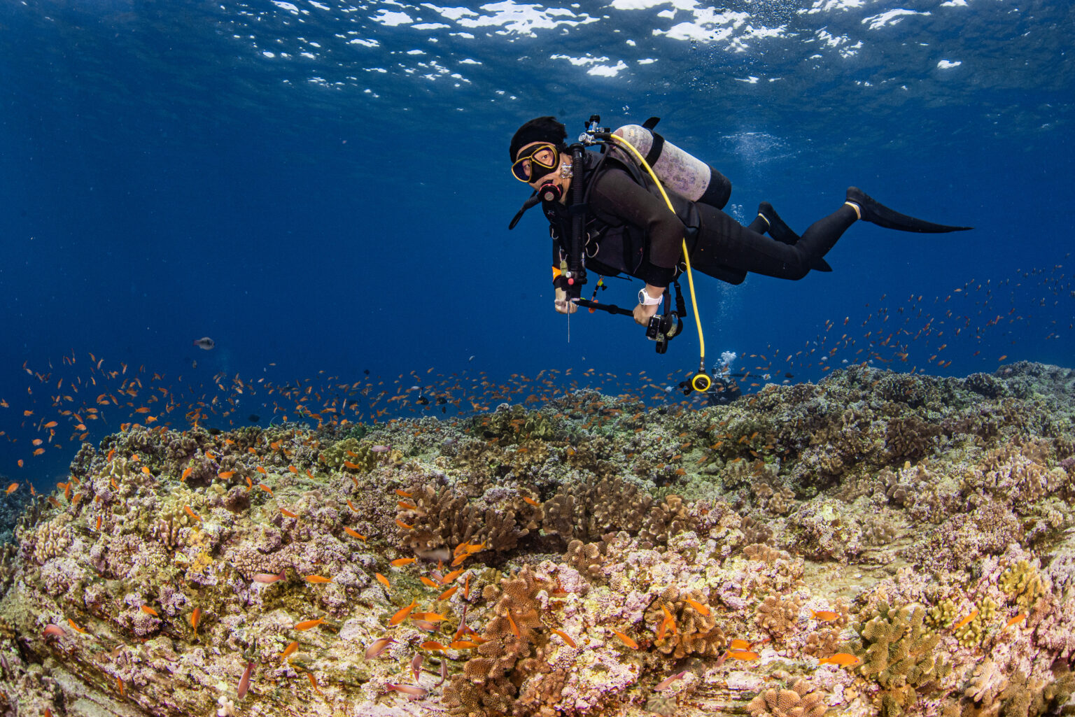 久々慶良間外洋へ – Dive Focus :: 沖縄でのダイビングならフォーカスへ